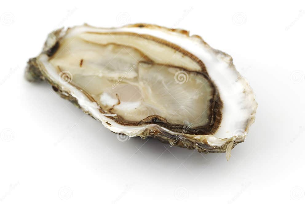 Ostra no branco imagem de stock. Imagem de orgânico, gourmet - 30021651