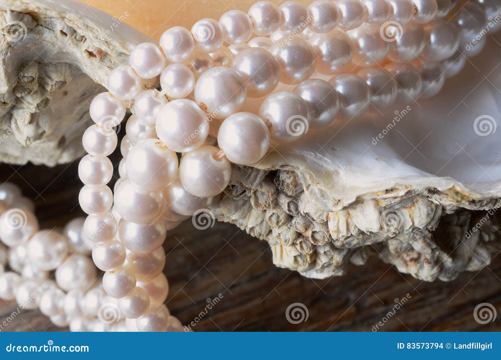 Ostra Shell Y Collar De La Perla Foto de archivo - Imagen de macro ...