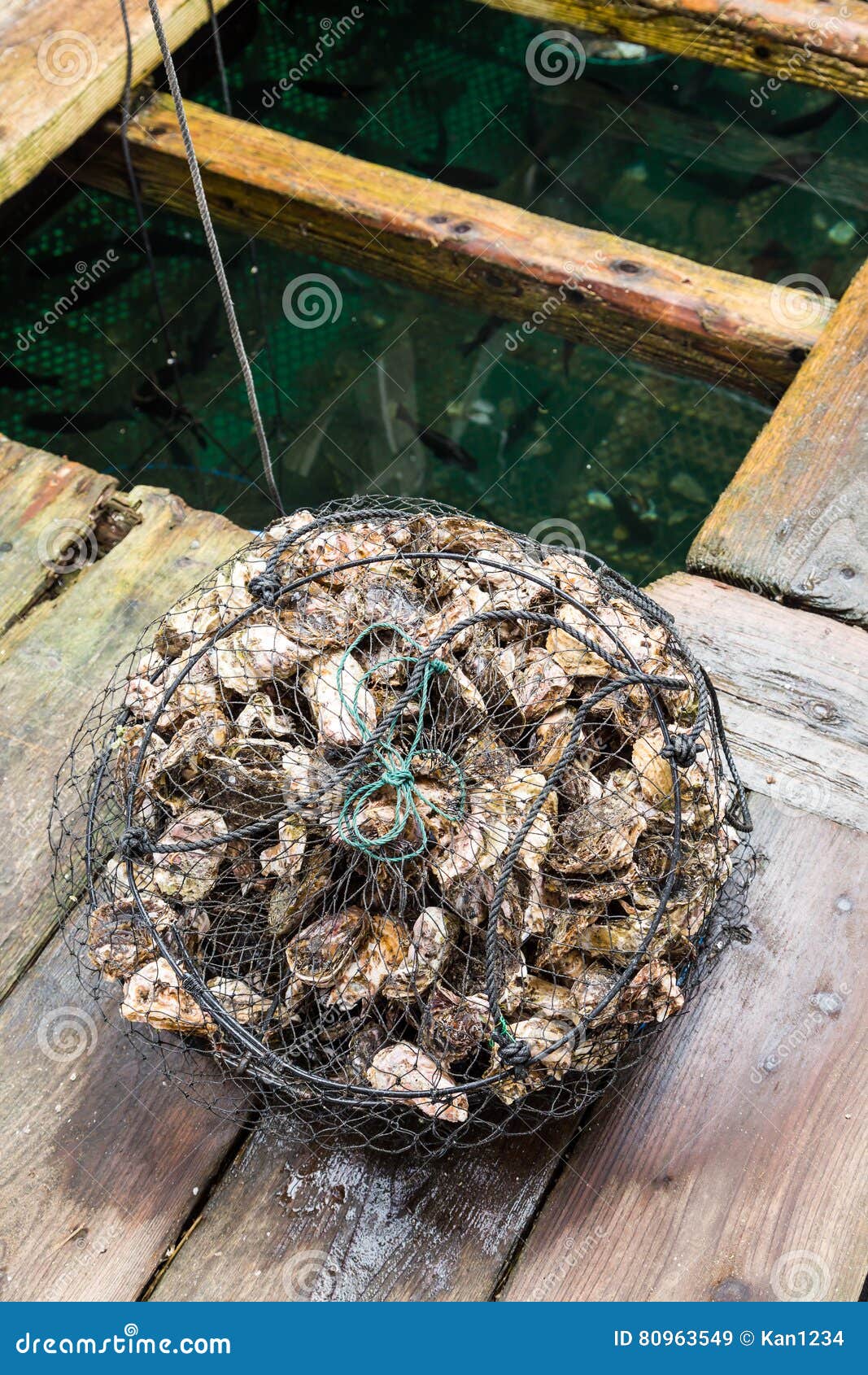 Ostra viva catched del mar imagen de archivo. Imagen de retén - 80963549