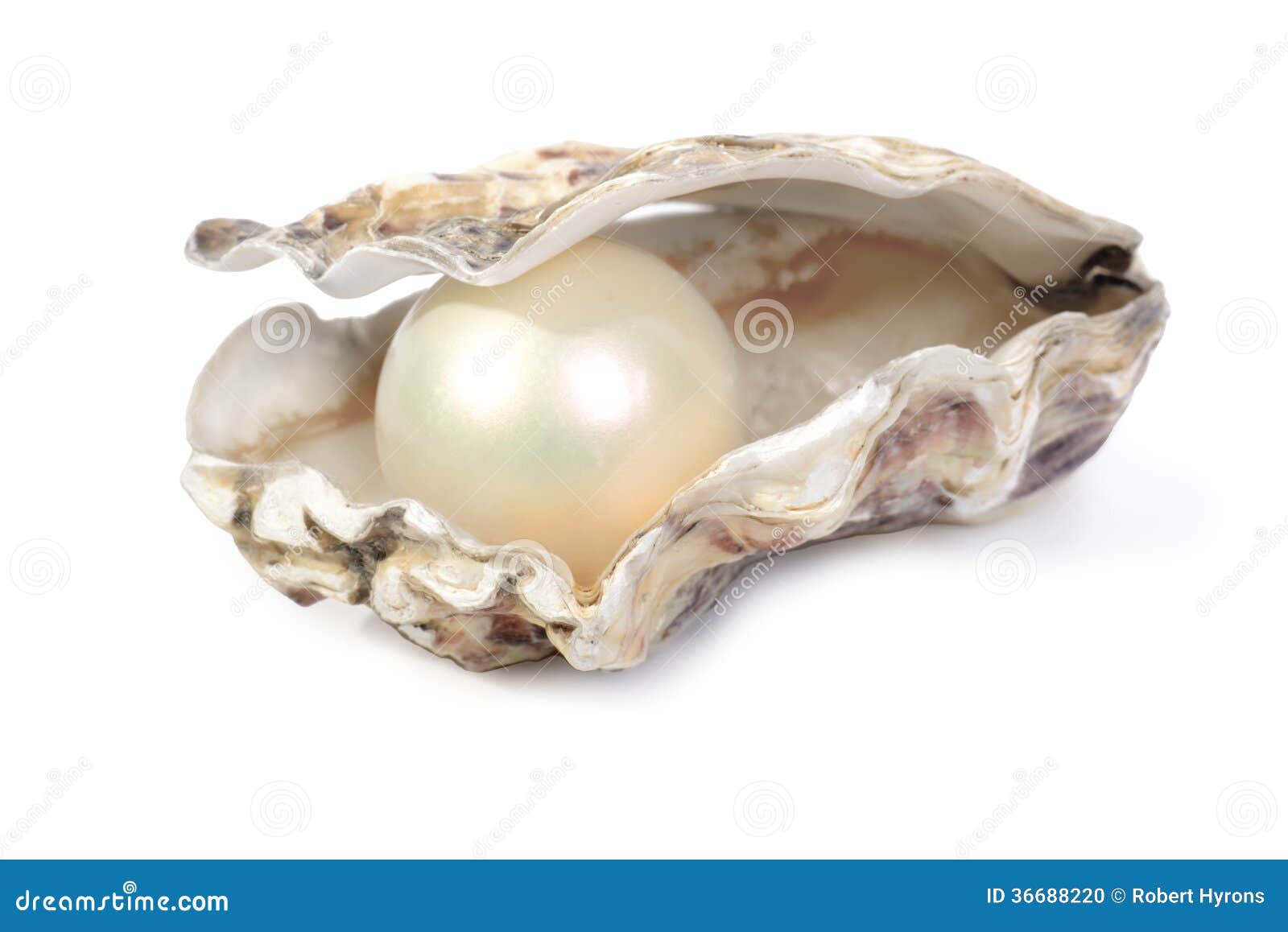 Perla En Ostra Ostra Abierta Con Perla Aislado En Blanco Fotos,
