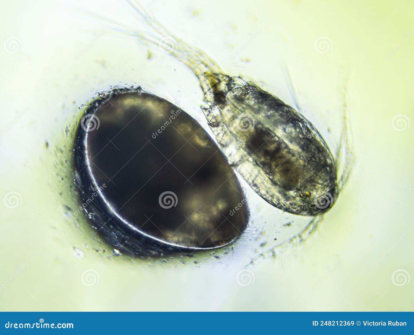 A Copepod Under A Microscope Royalty-Free Stock Photo | CartoonDealer ...
