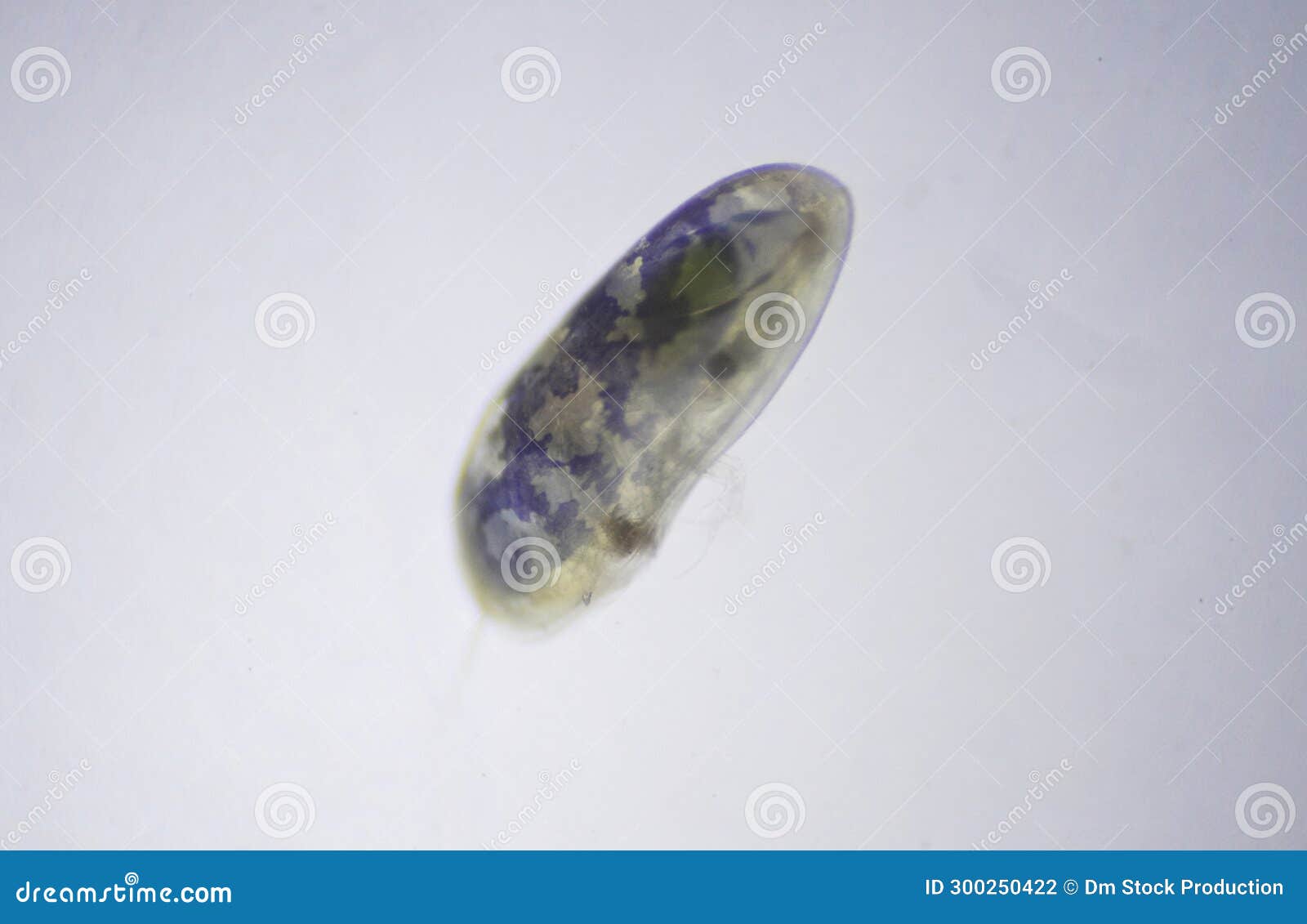 Ostracods of Class of the Crustacea Stock Photo - Image of zoological ...