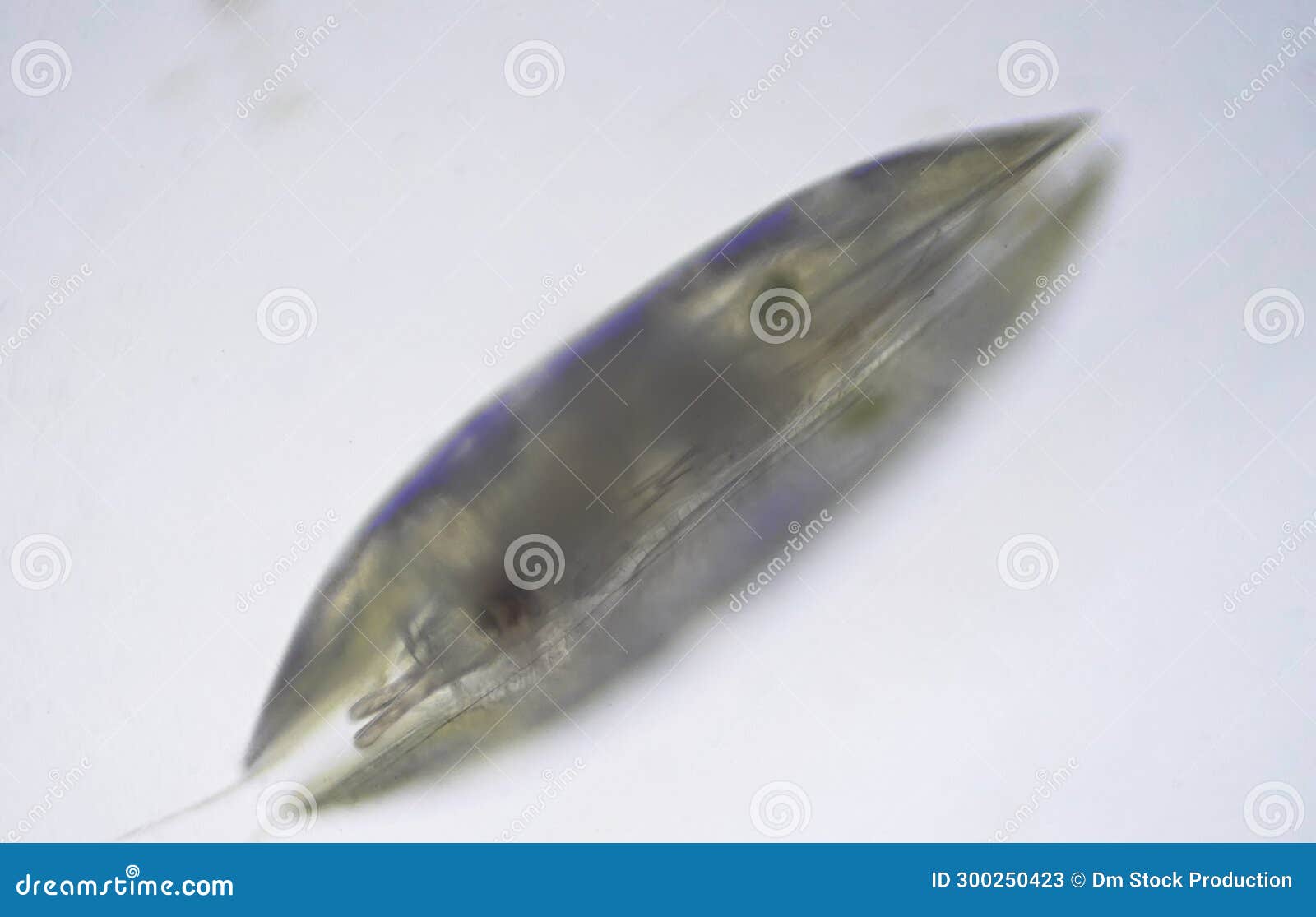 Ostracods of Class of the Crustacea Stock Image - Image of animal ...