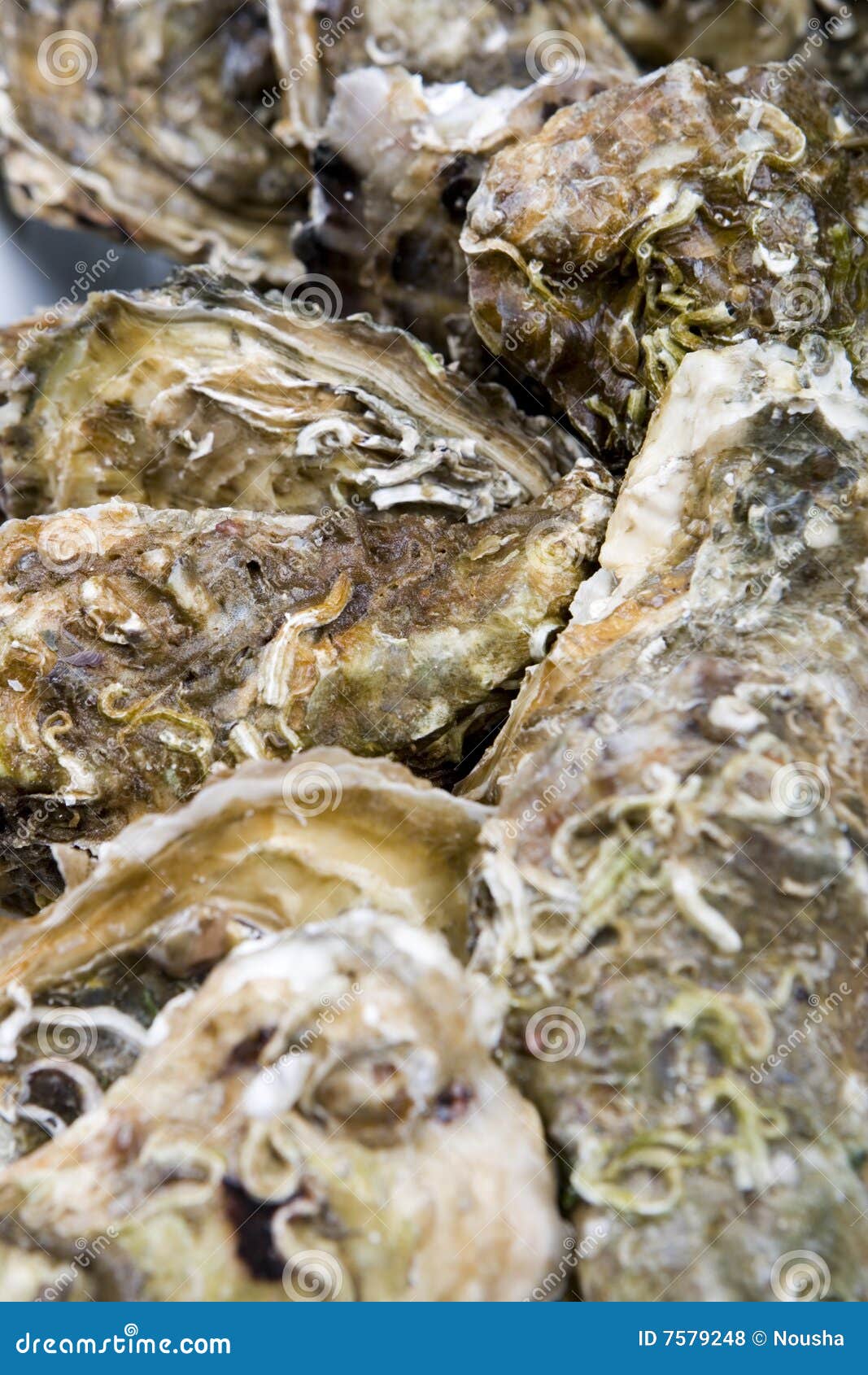 Ostras foto de stock. Imagem de alimento, receita, ostra - 7579248