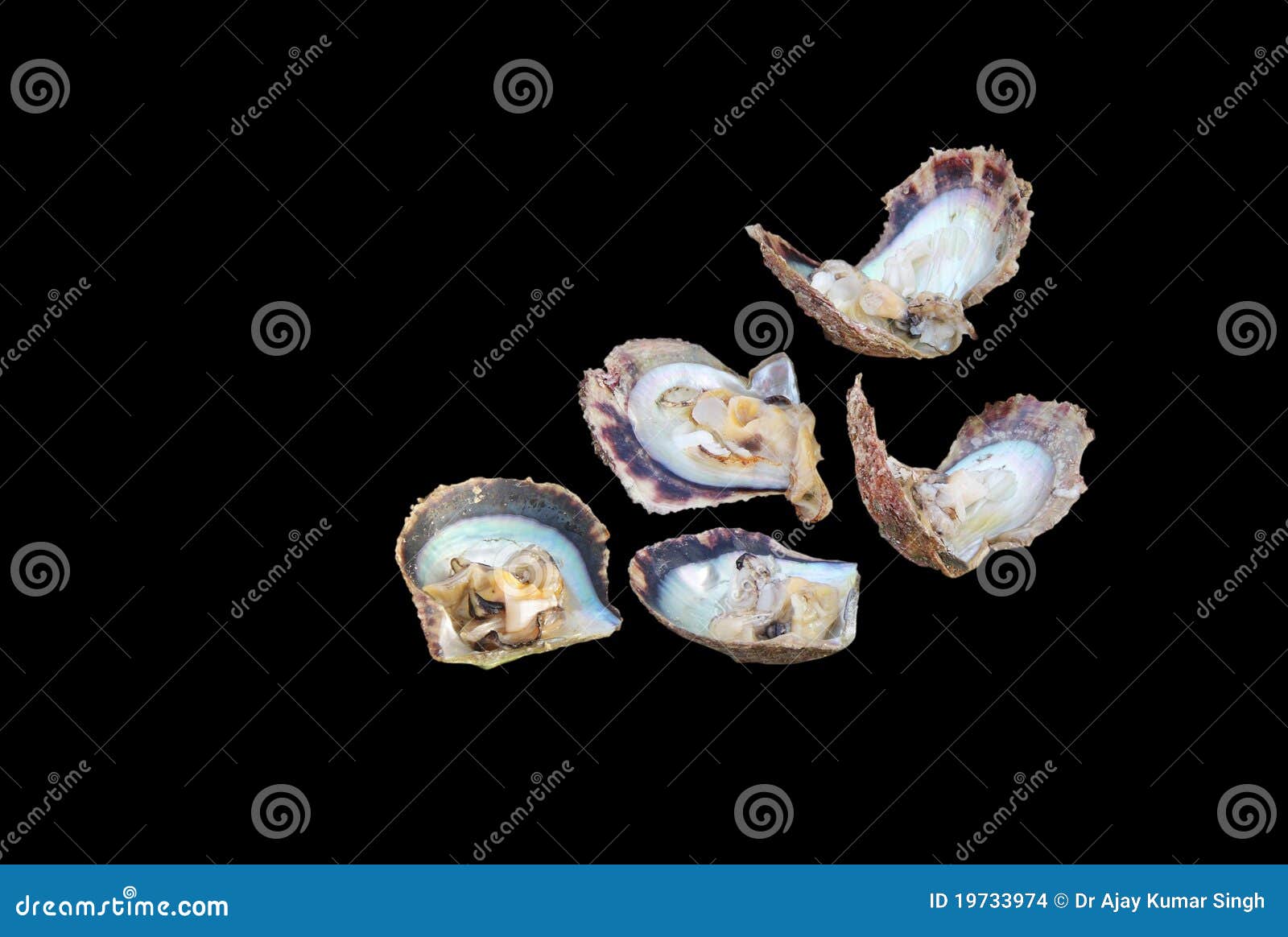 Ostras De Perla Aisladas En Negro Foto de archivo - Imagen de concha ...