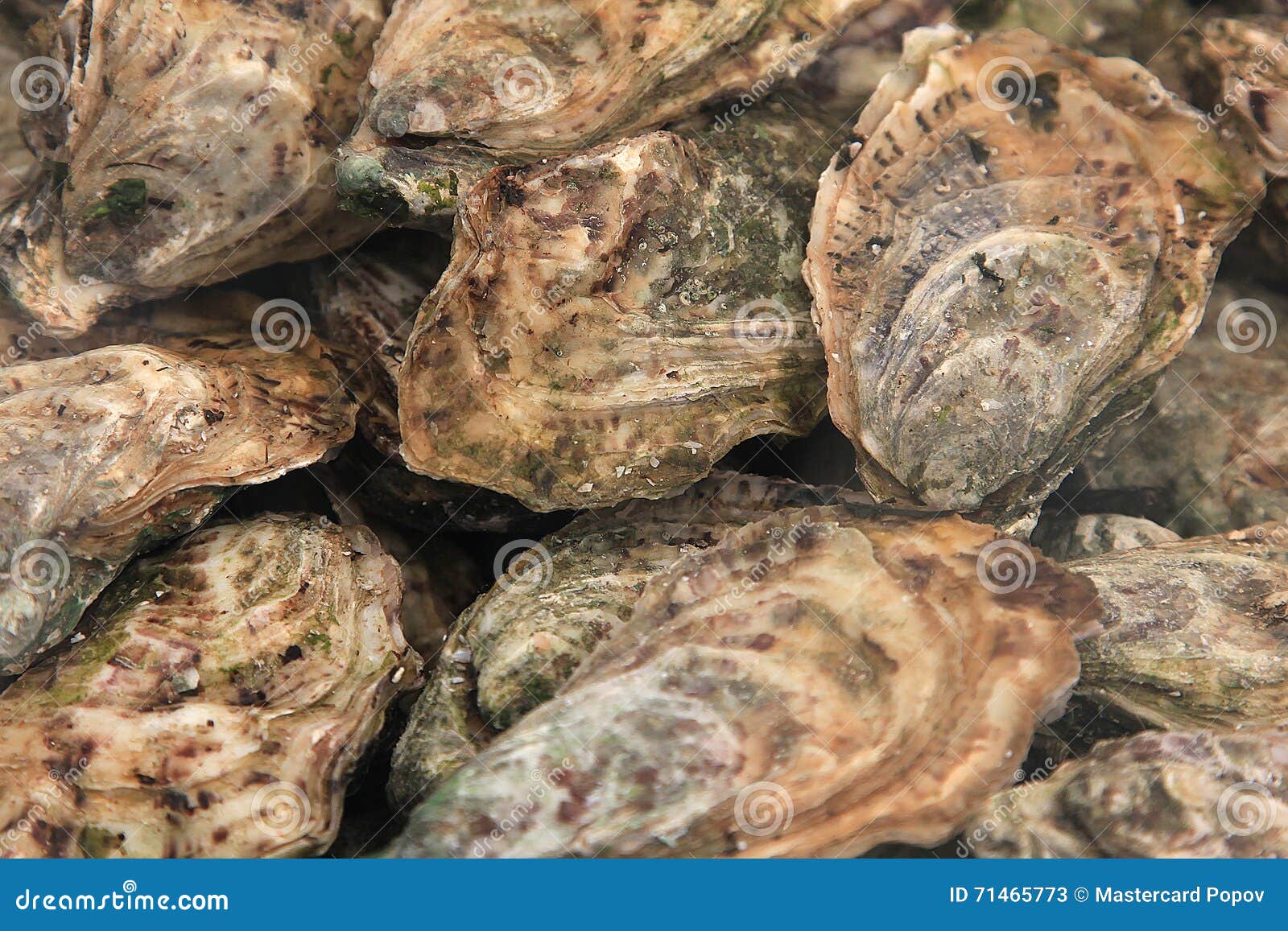 Ostras frescas nos shell imagem de stock. Imagem de escudos - 71465773