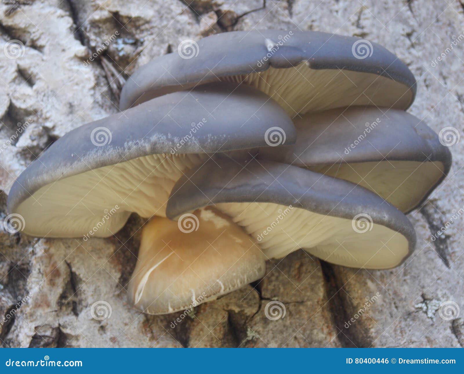 Ostreatus del Pleurotus foto de archivo. Imagen de delicioso - 80400446