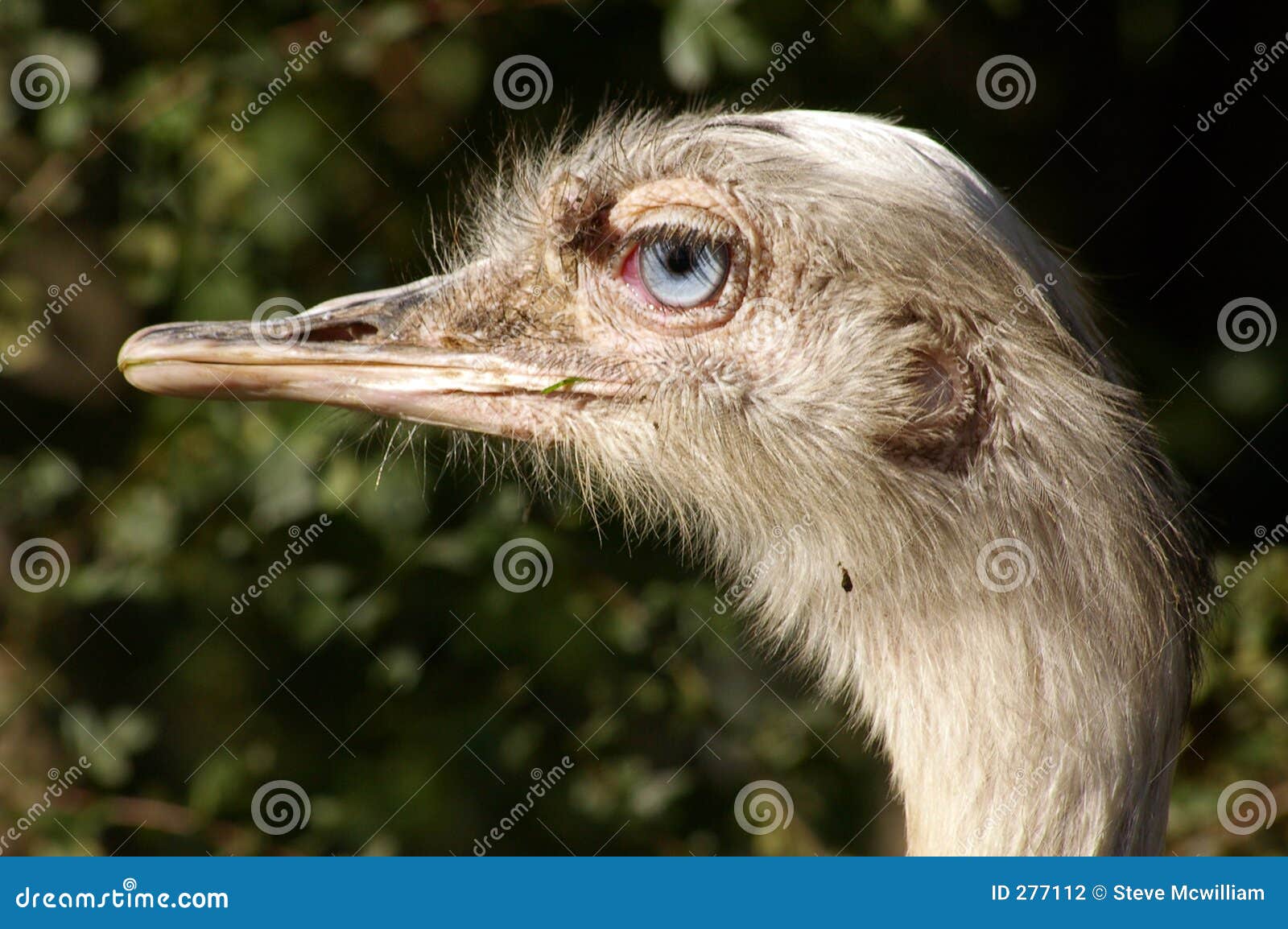 Ostrich 04 stock photo. Image of bird, ornithology, wirral - 277112
