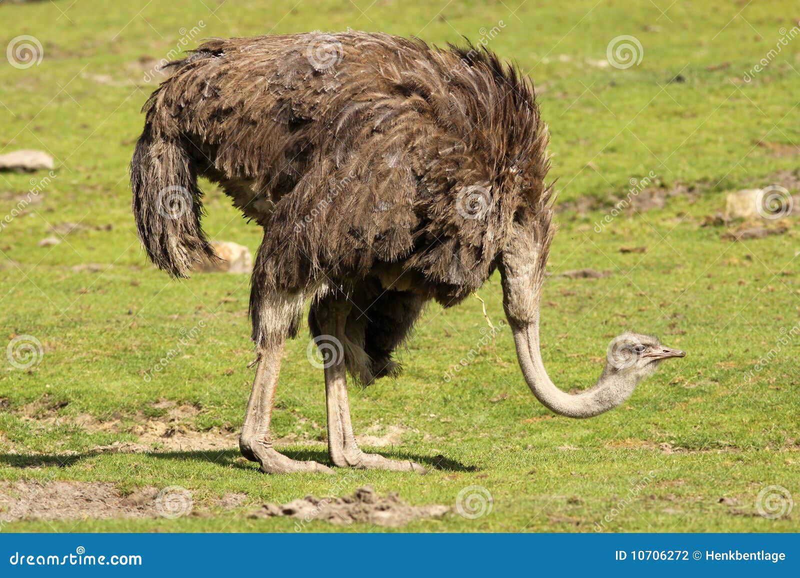 Ostrich stock photo. Image of green, grey, feather, black - 10706272