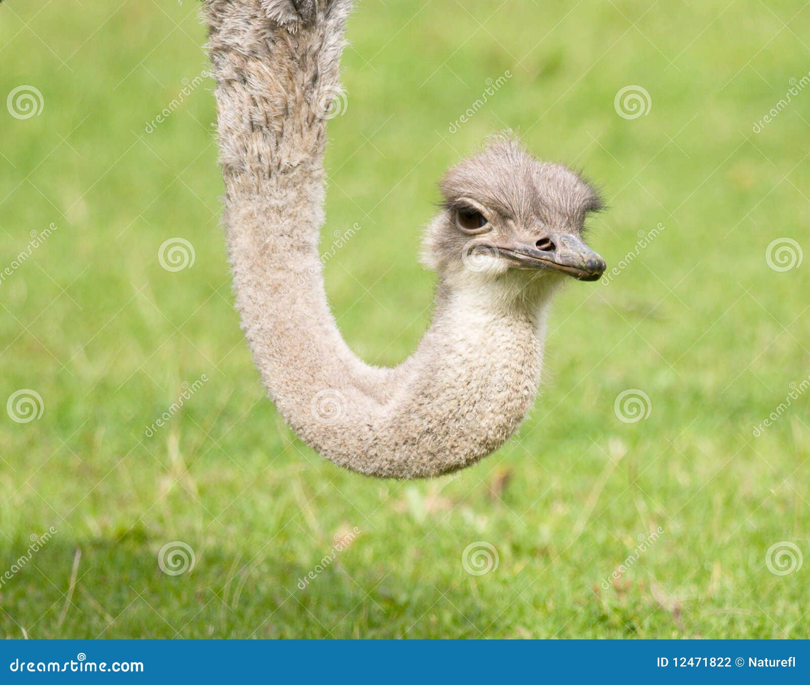 Ostrich stock photo. Image of deception, meadow, swift - 12471822