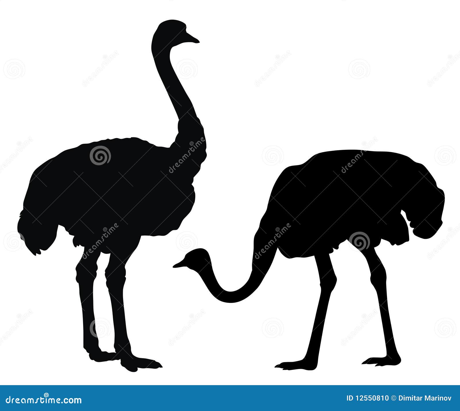 Ostrich stock vector. Illustration of vector, animal - 12550810