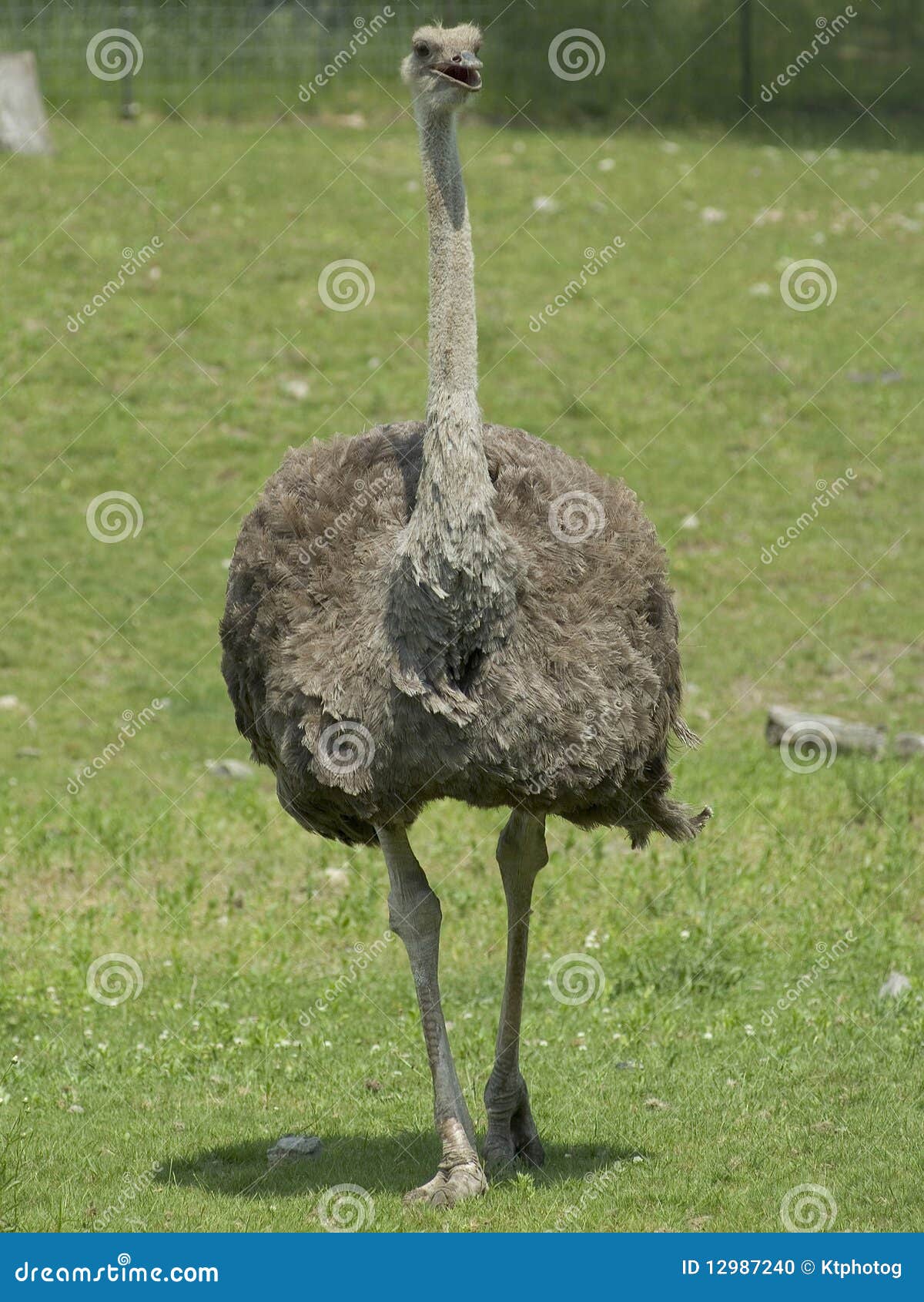 Ostrich stock photo. Image of ostrich, bird, animal, australian - 12987240
