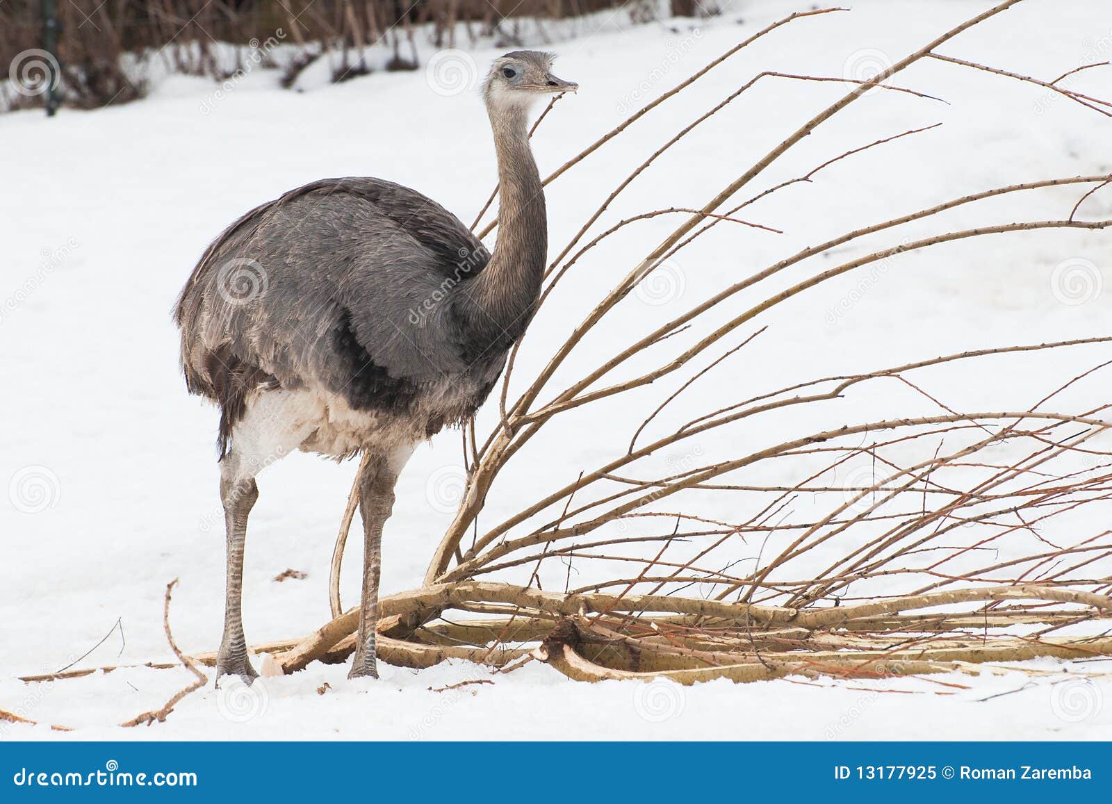 Ostrich stock image. Image of wildlife, branches, winter - 13177925
