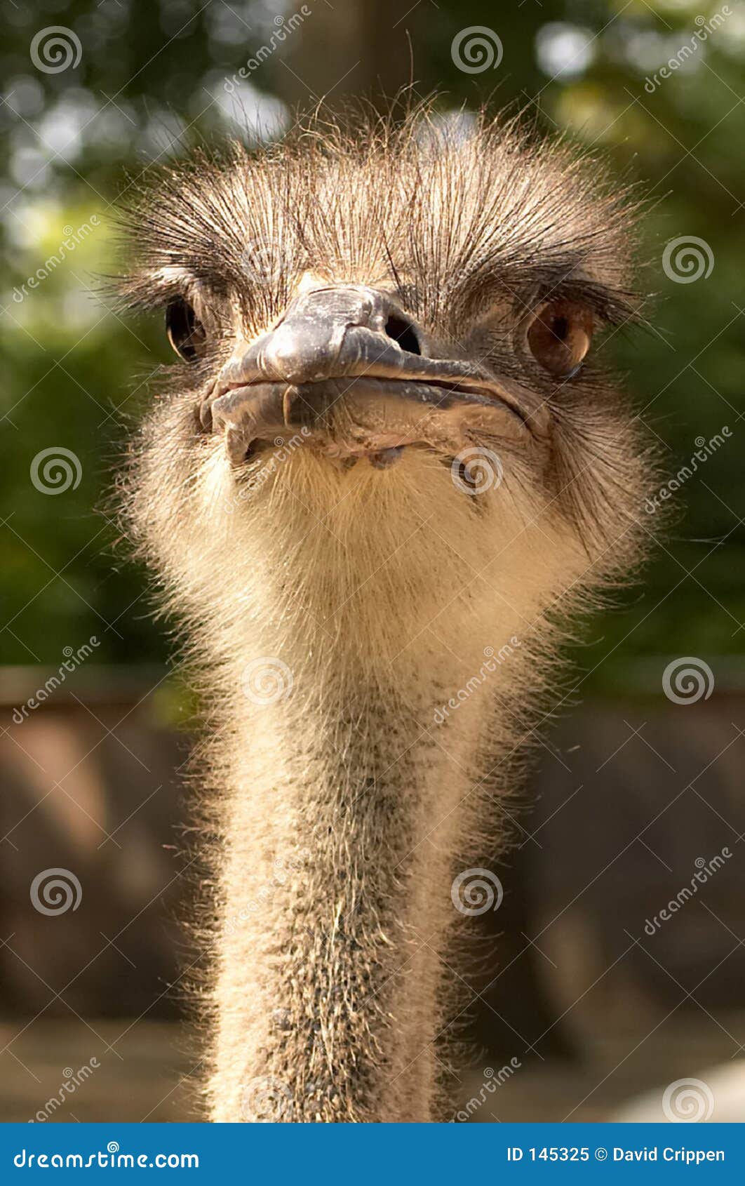 Ostrich stock image. Image of mammal, bird, wildlife, wild - 145325