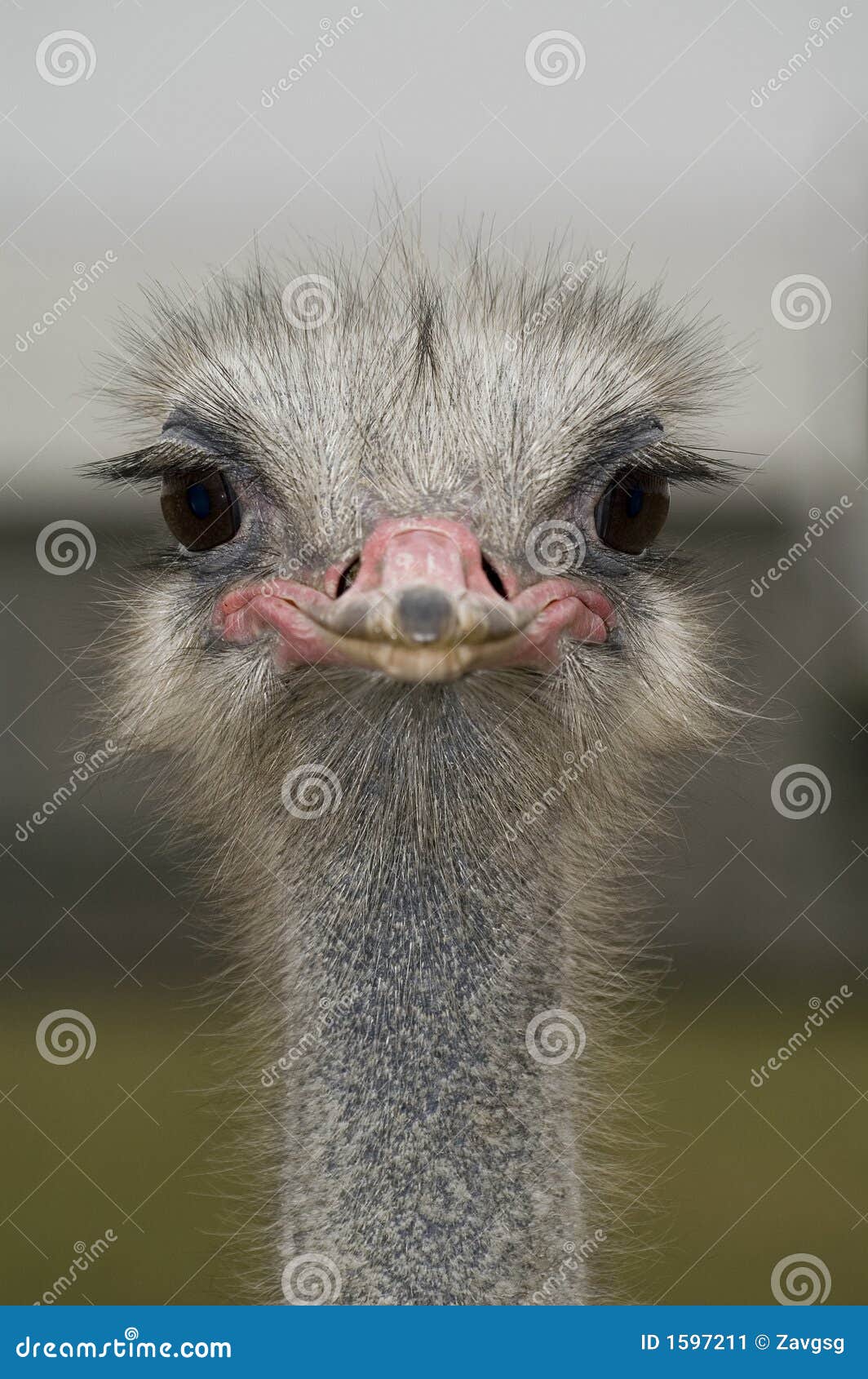 Ostrich stock image. Image of head, south, stare, eyes - 1597211