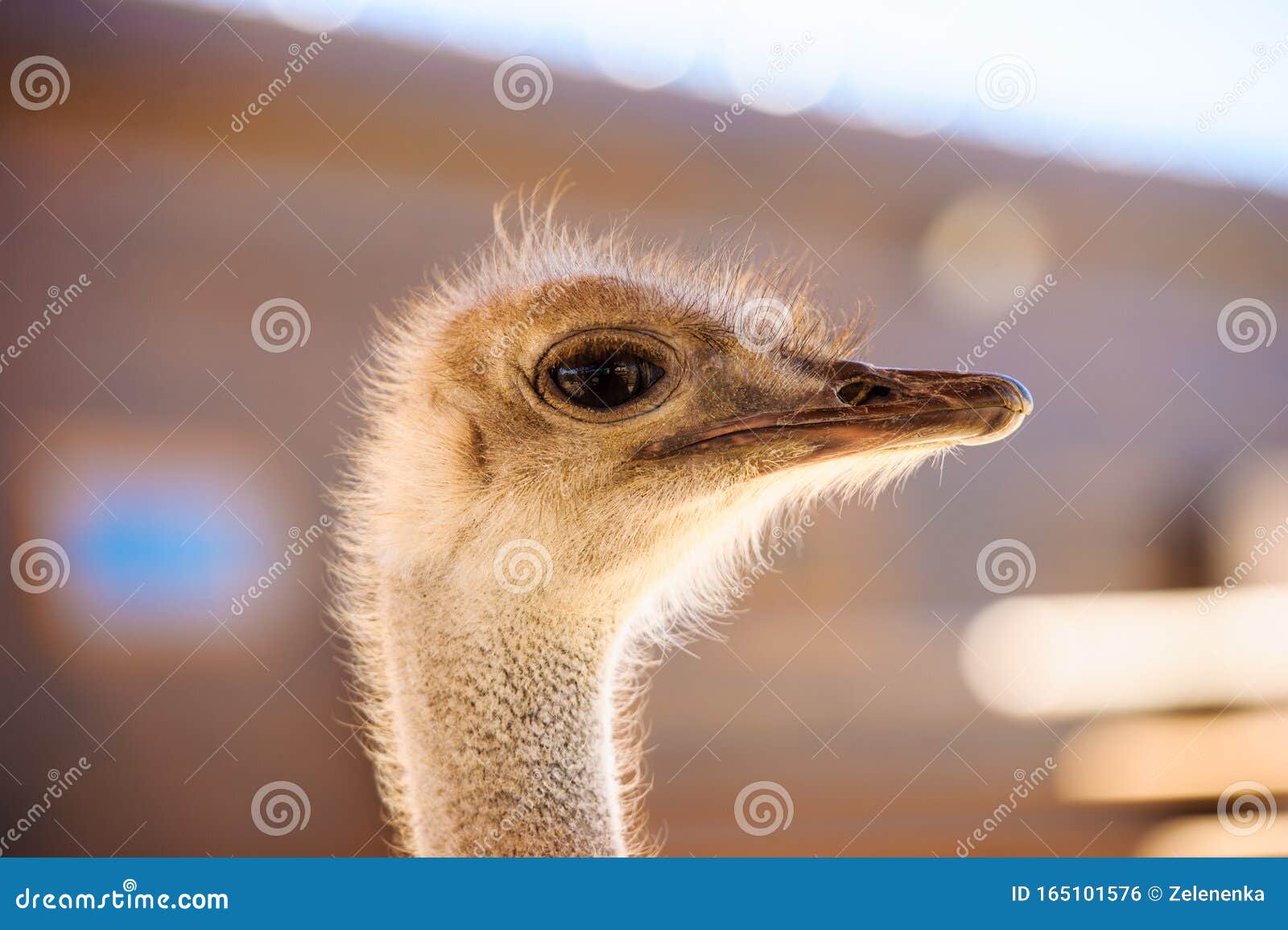 Ostrich stock photo. Image of blue, fauna, hairy, natural - 165101576