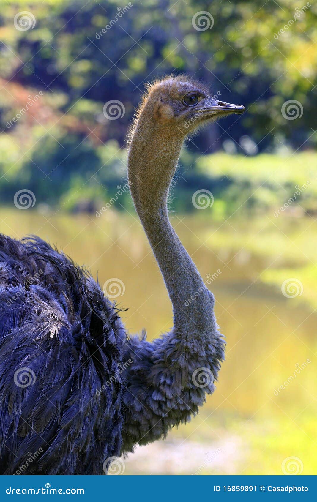 Ostrich stock image. Image of nose, animal, looking, curiosity - 16859891