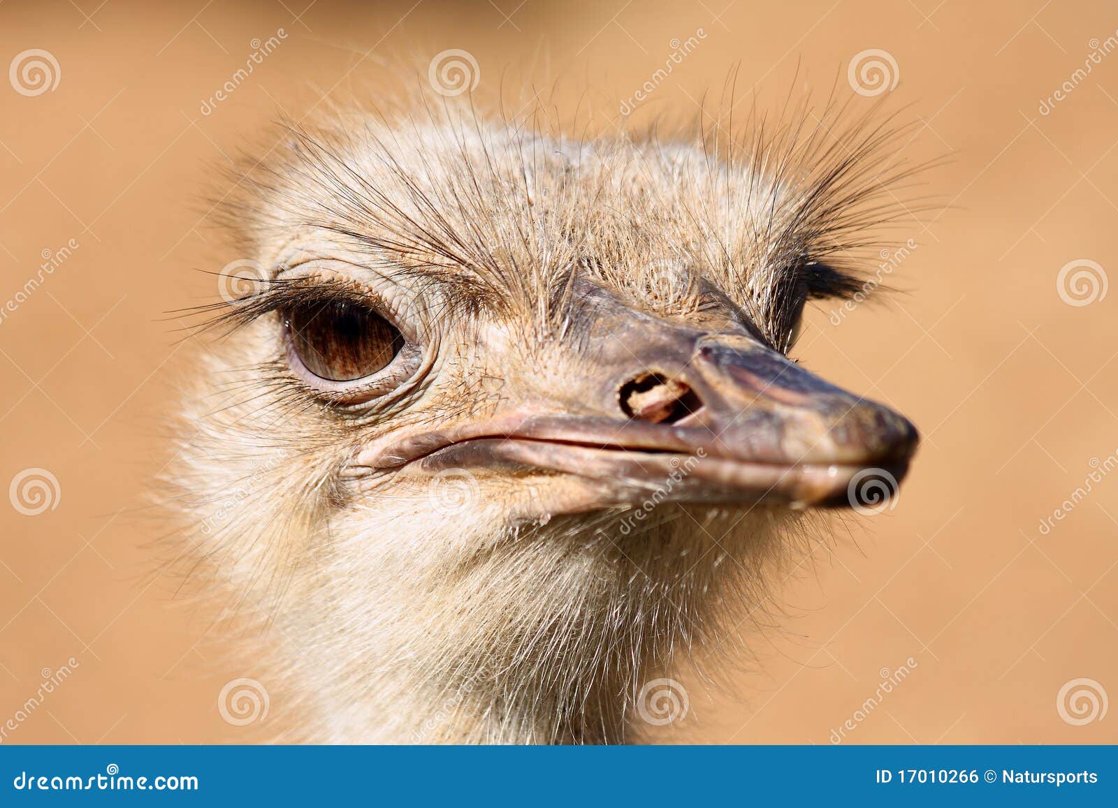 Ostrich stock photo. Image of eyelash, head, animal, wildlife - 17010266