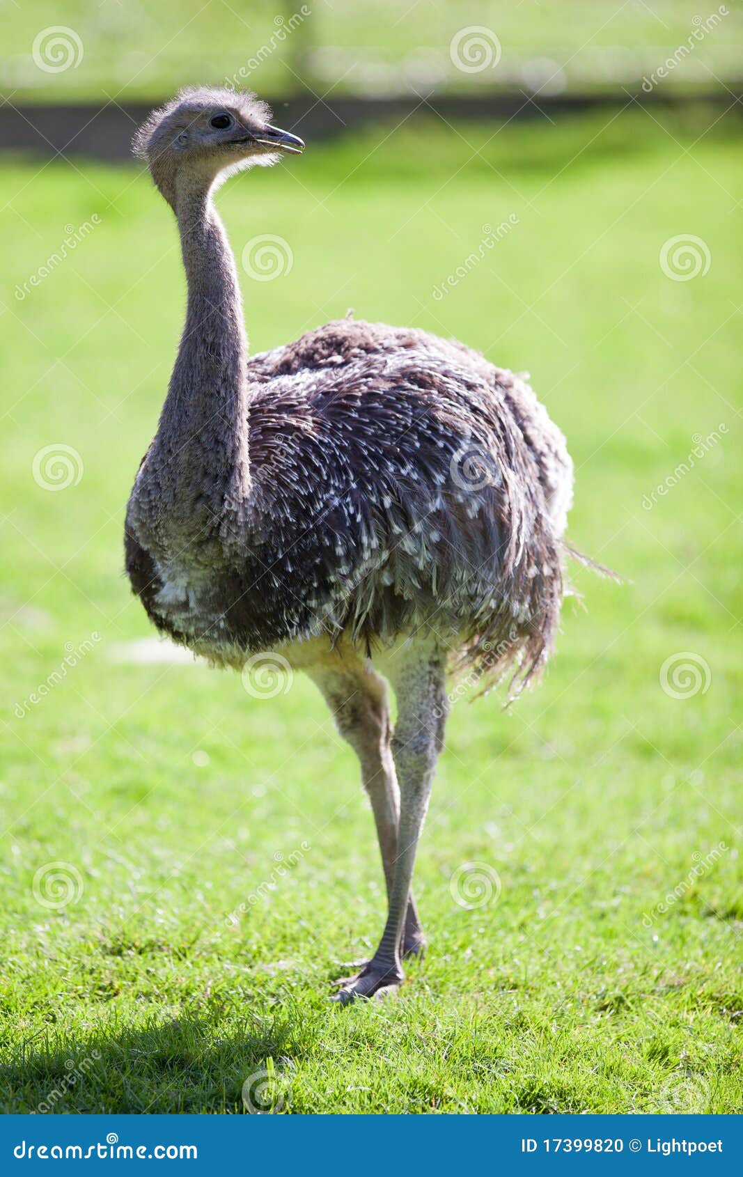 Ostrich stock photo. Image of curious, animal, feather - 17399820