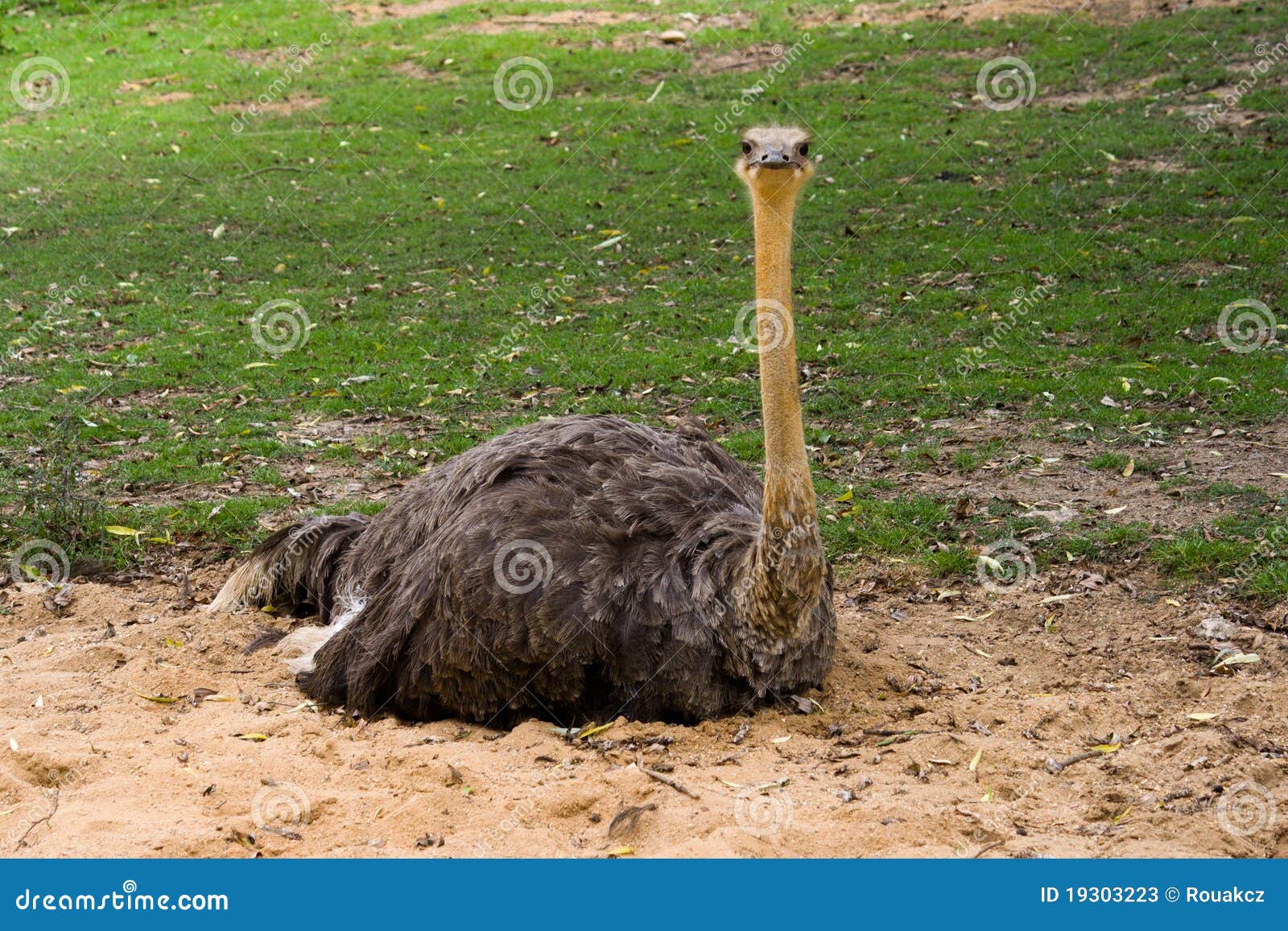 Ostrich stock image. Image of wild, animals, feathers - 19303223