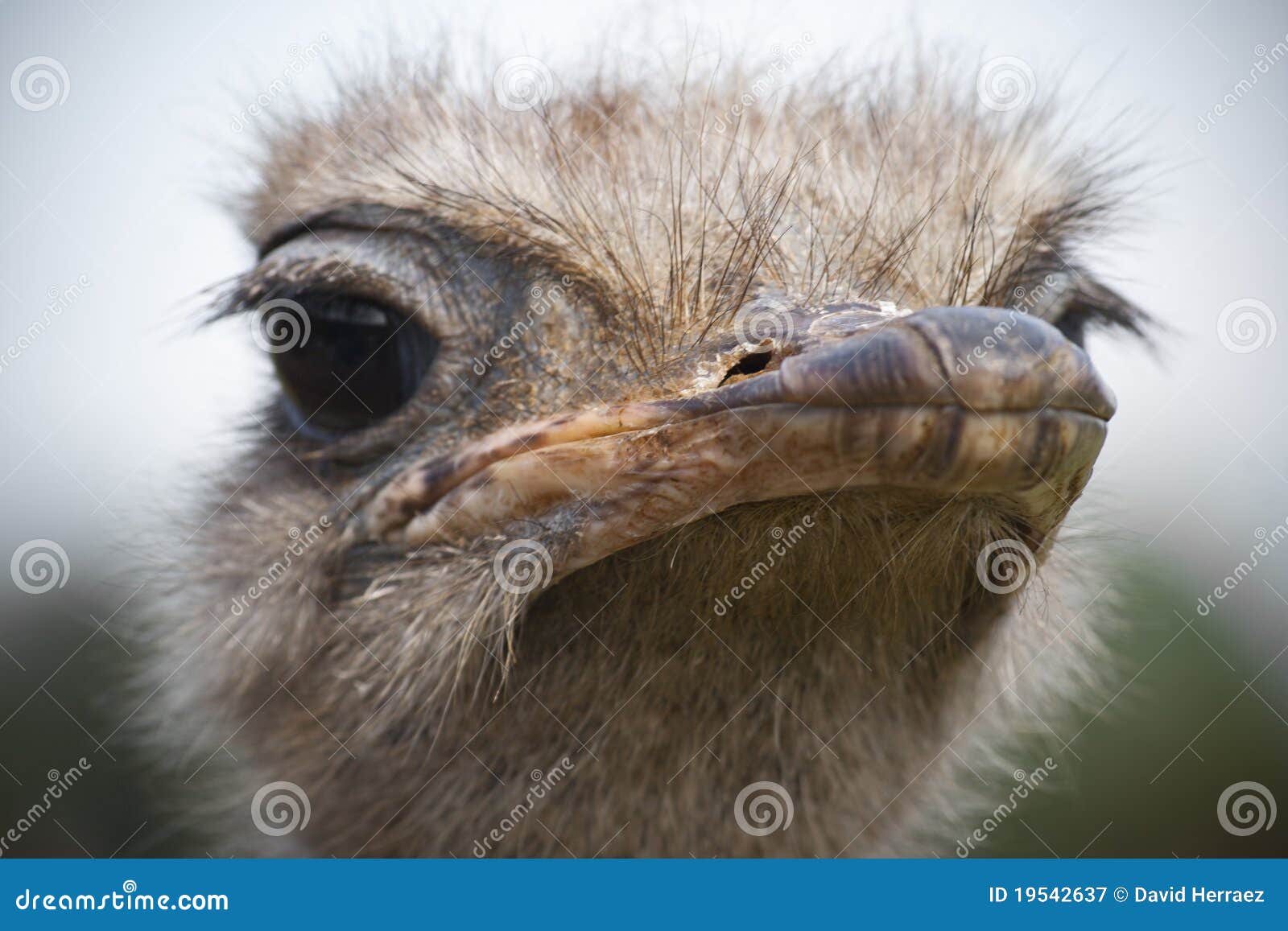Ostrich stock image. Image of nature, ostrich, black - 19542637