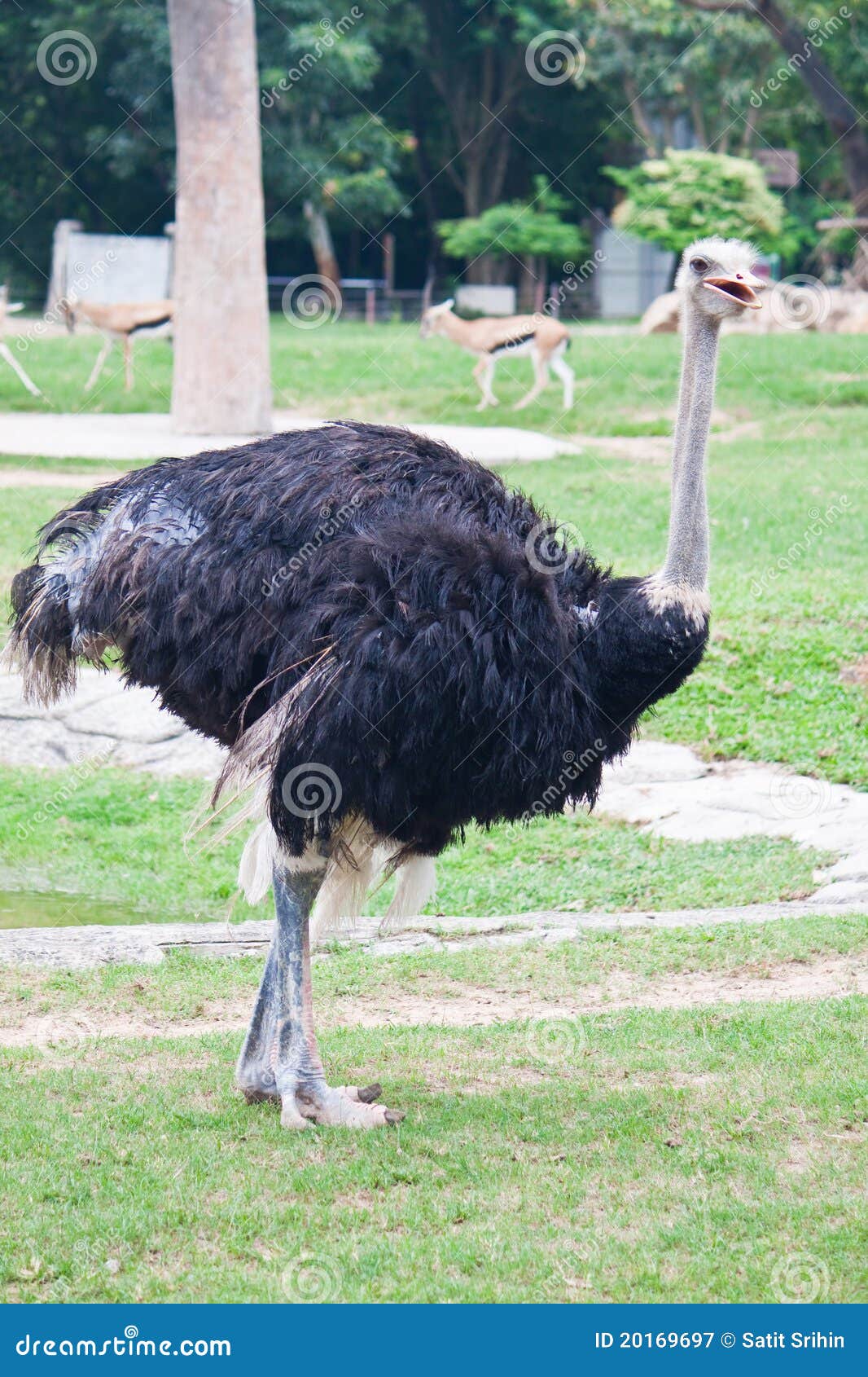 Ostrich stock image. Image of animal, look, naturally - 20169697