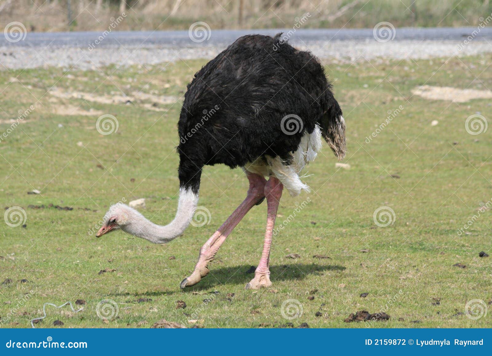 Ostrich stock photo. Image of watching, close, outside - 2159872
