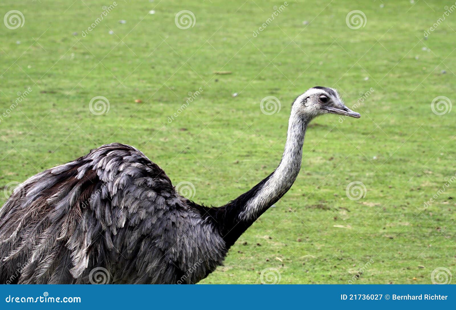 Ostrich stock image. Image of curious, outdoor, green - 21736027