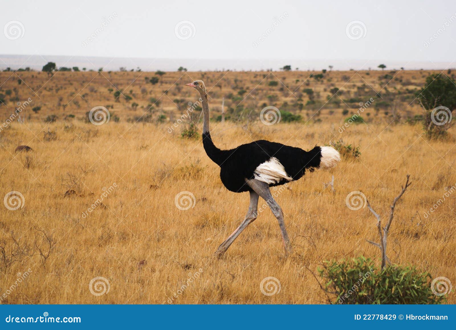 Ostrich stock image. Image of green, nature, ostrich - 22778429