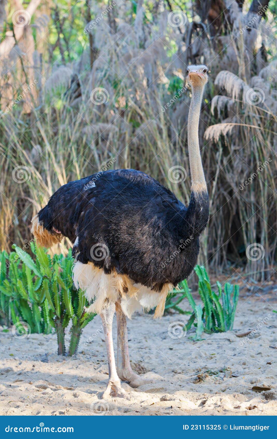 Ostrich stock image. Image of sand, african, animal, stare - 23115325
