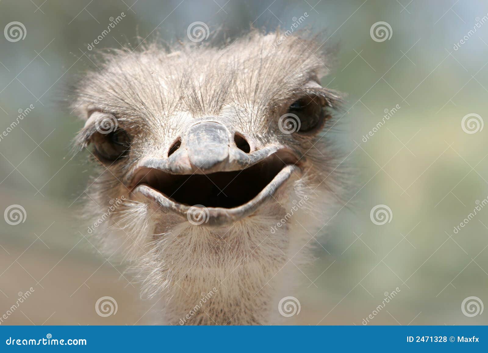 Ostrich stock photo. Image of bird, nature, closeup, bill - 2471328