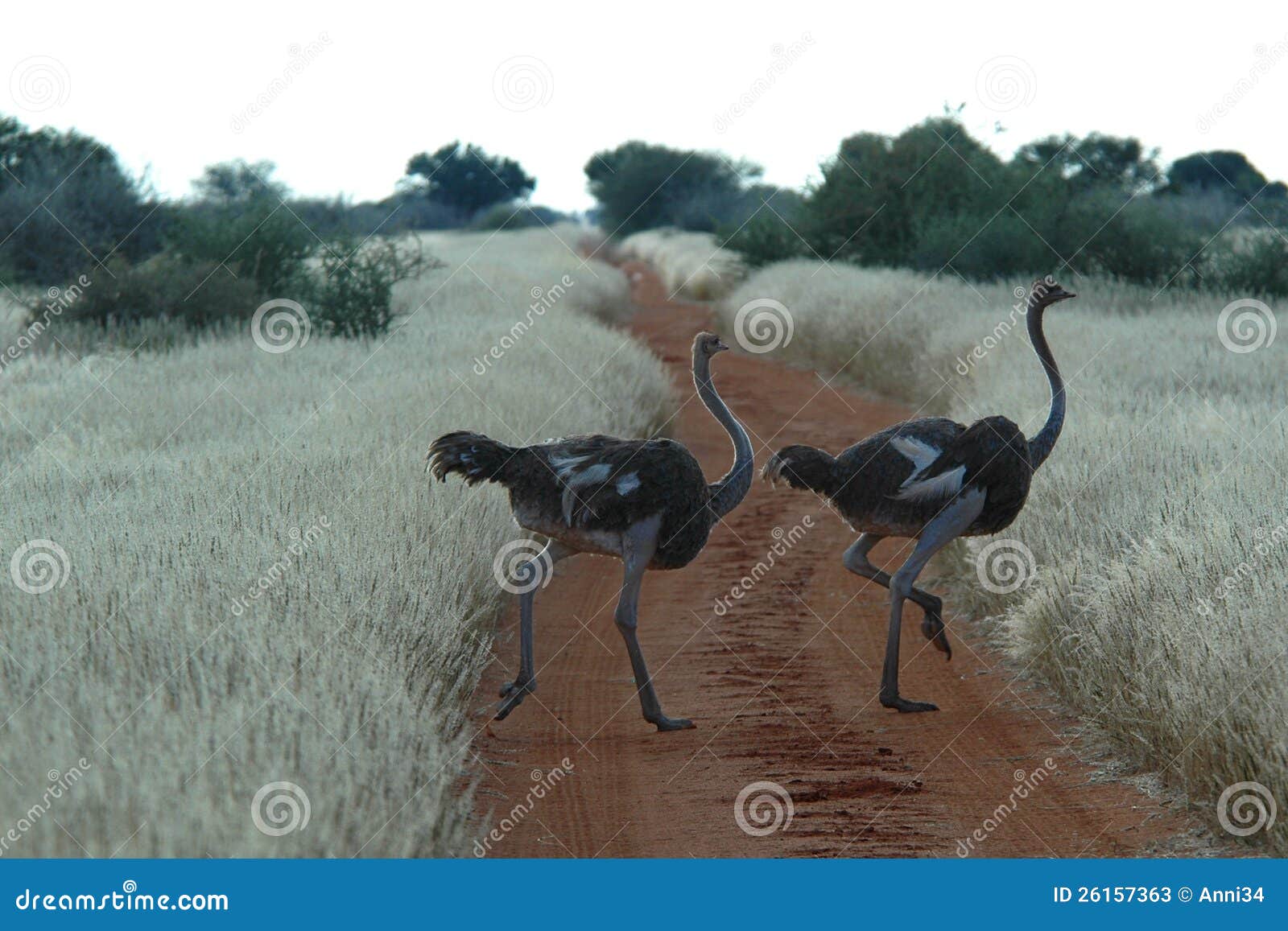 Ostrich stock image. Image of reserve, road, ratites - 26157363