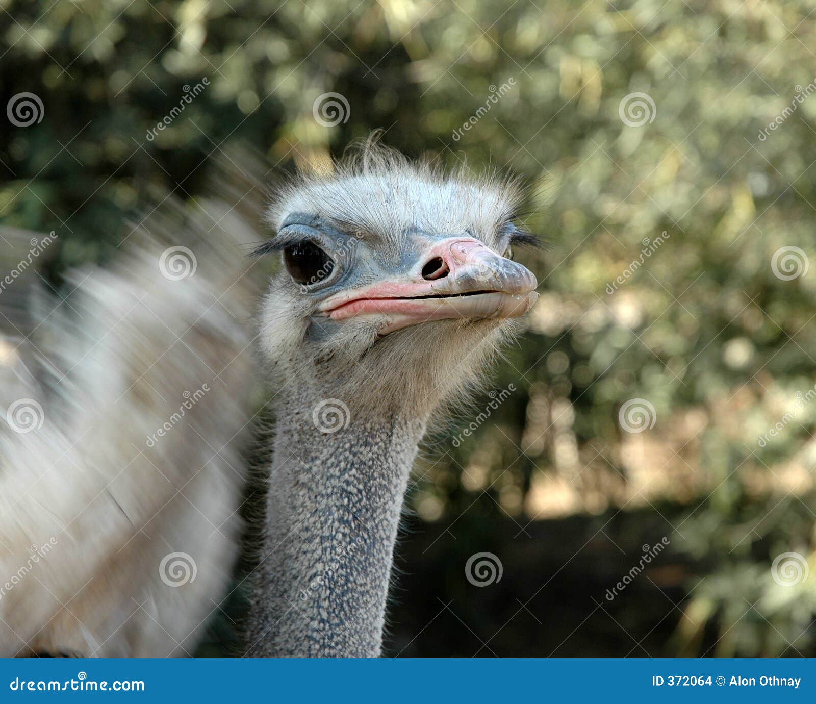 Ostrich stock photo. Image of eyelash, coward, fool, stupid - 372064