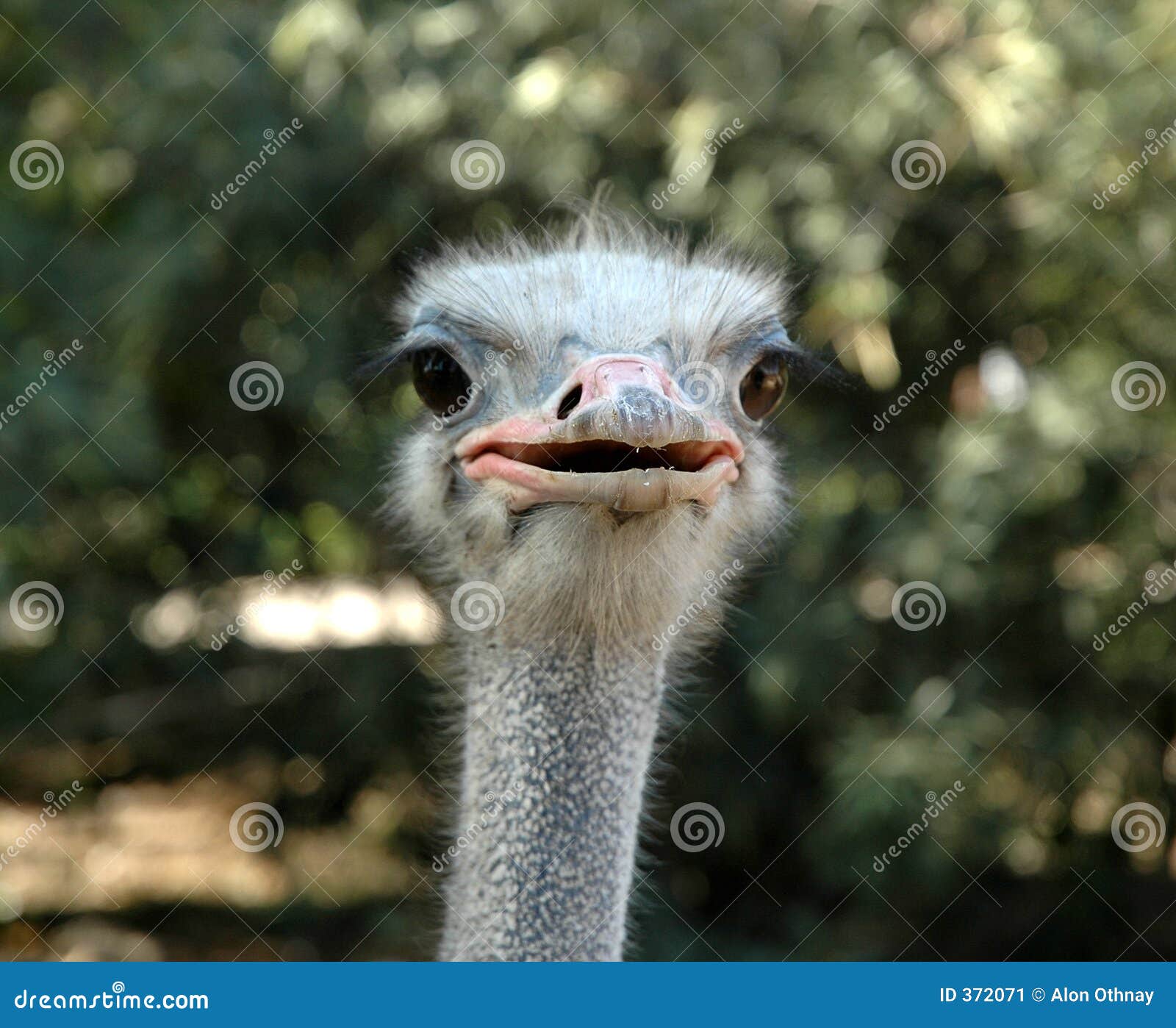 Ostrich stock image. Image of fear, head, eyelash, silly - 372071