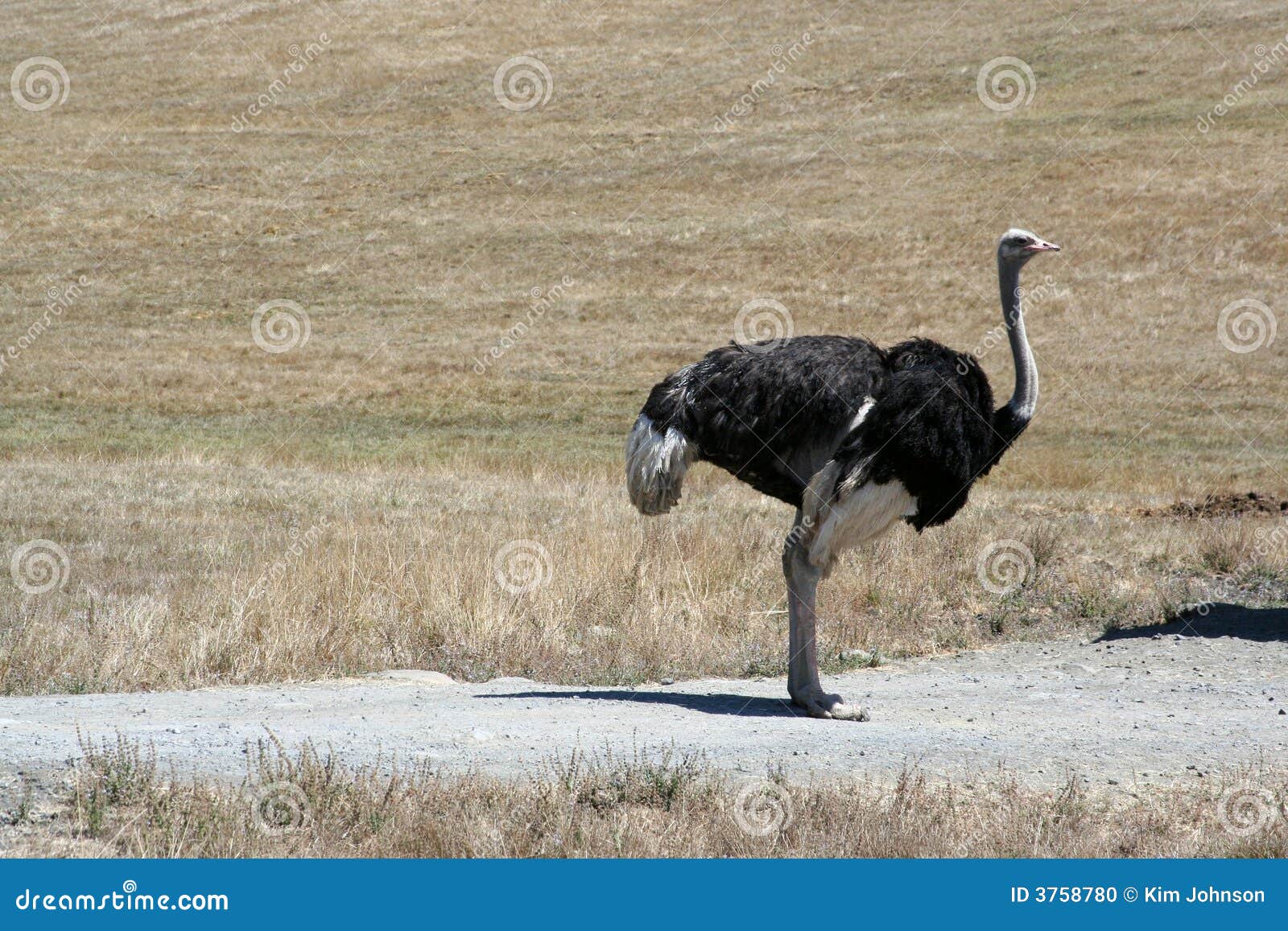 Ostrich stock photo. Image of wing, road, winged, ostrich - 3758780