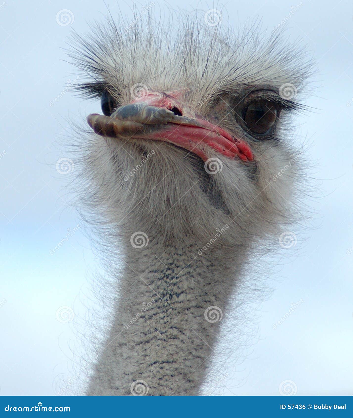 Ostrich stock photo. Image of expression, eyelash, male - 57436