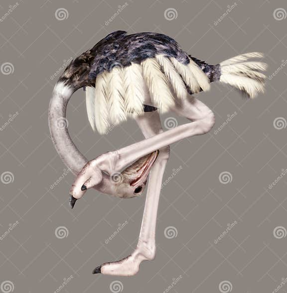 Ostrich stock illustration. Illustration of pose, poser - 6671706
