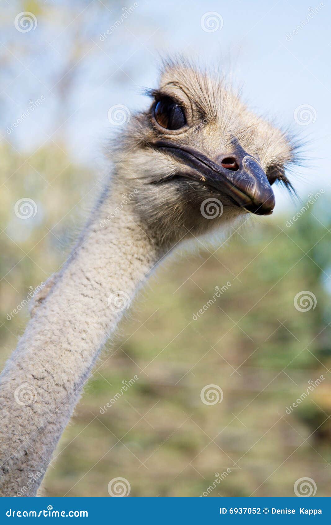 Ostrich stock photo. Image of neck, wild, stare, bird - 6937052