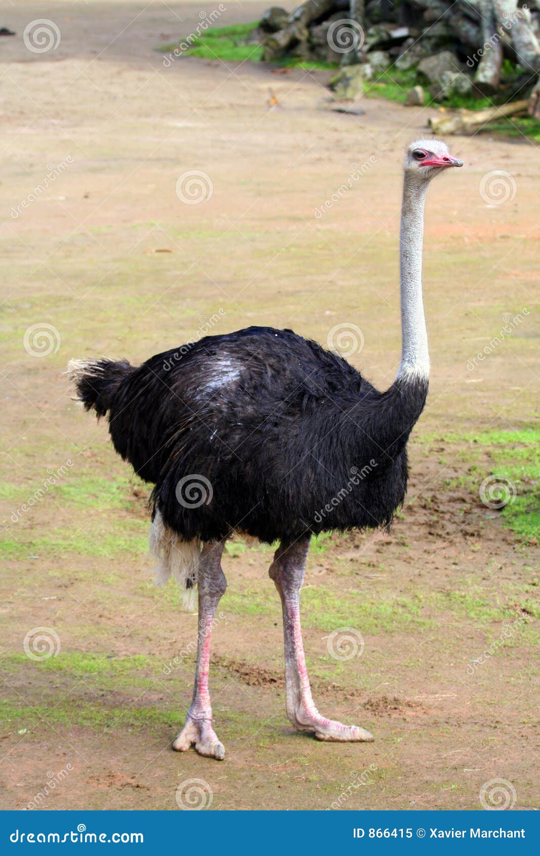 Ostrich stock image. Image of feather, straight, feet, feathers - 866415