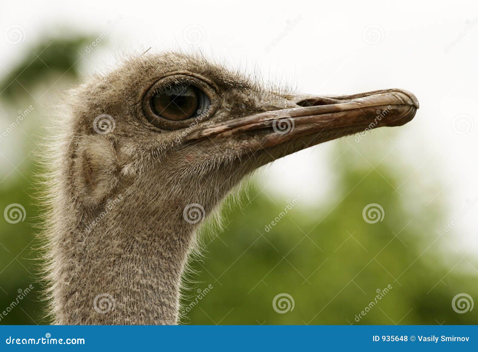 Ostrich stock photo. Image of bird, portrait, bald, orange - 935648