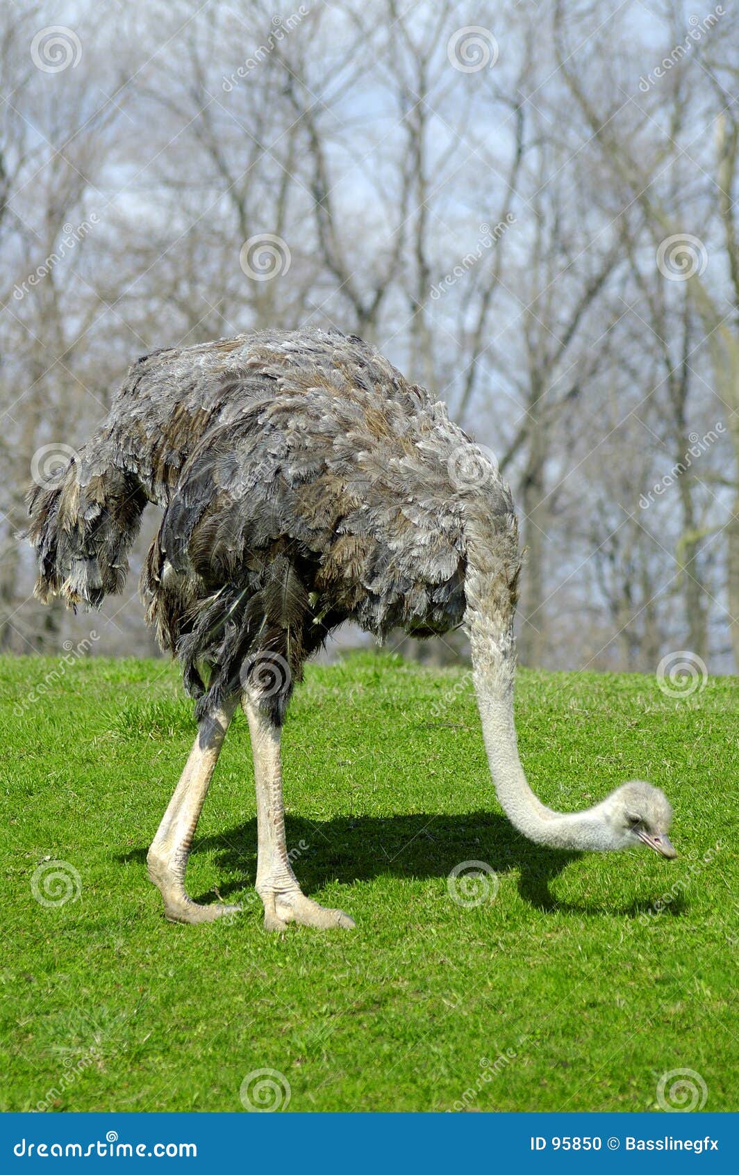 Ostrich stock photo. Image of ostrich, talon, animals, bird - 95850
