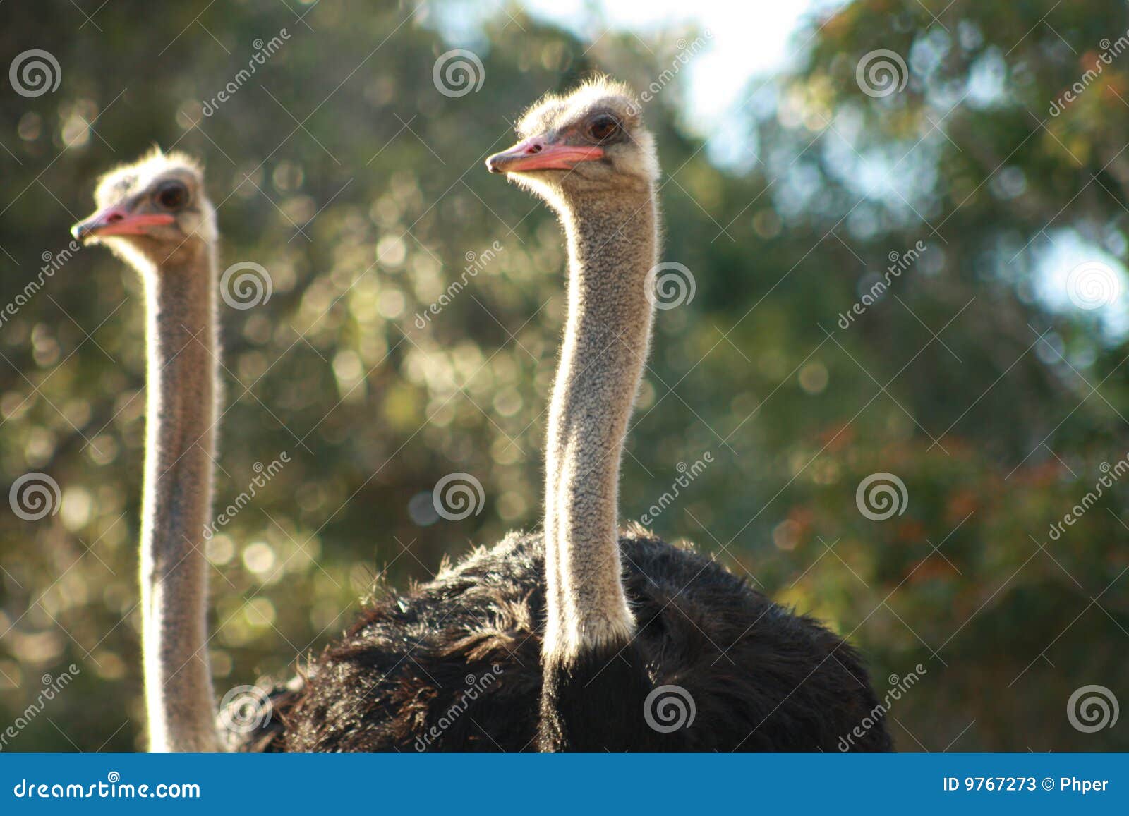 Ostrich stock image. Image of bird, australia, ostrich - 9767273