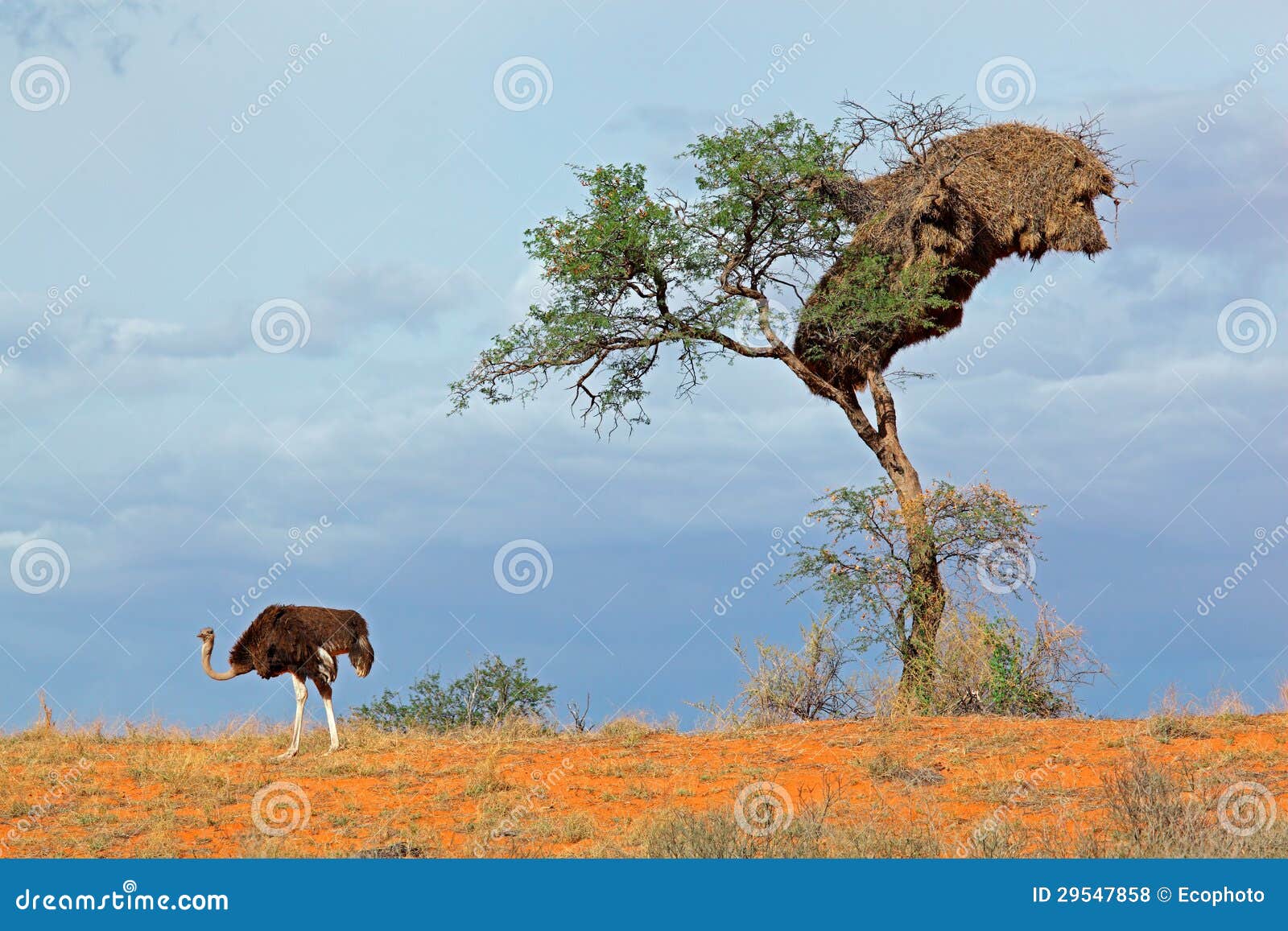 Ostrich and Acacia tree stock photo. Image of bird, ostrich - 29547858