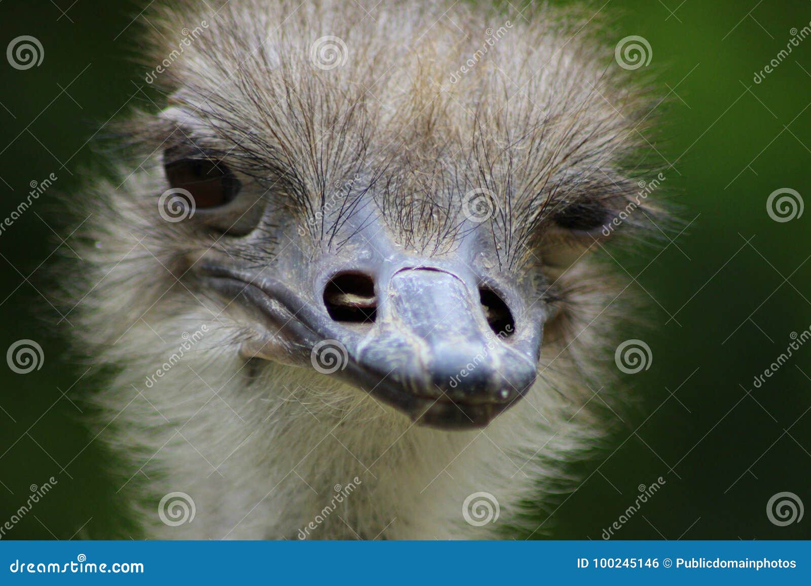 Ostrich, Beak, Ratite, Bird Picture. Image: 100245146