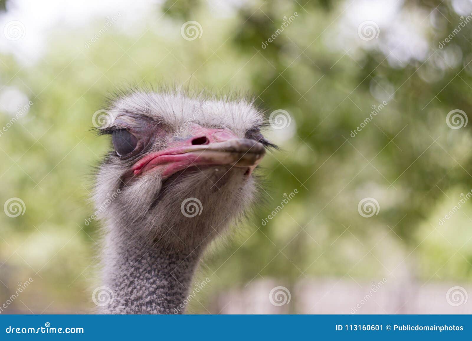 Ostrich, Beak, Ratite, Bird Picture. Image: 113160601