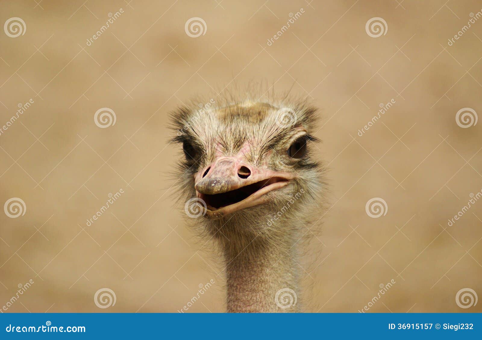 Ostrich stock image. Image of birds, bird, long, animals - 36915157