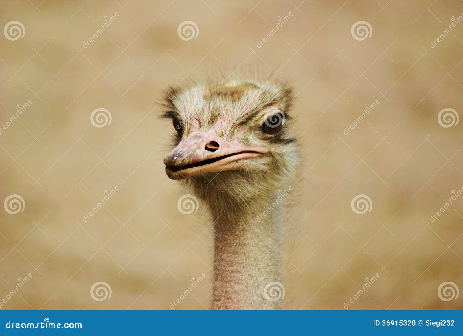 Ostrich stock photo. Image of beautiful, long, feathers - 36915320
