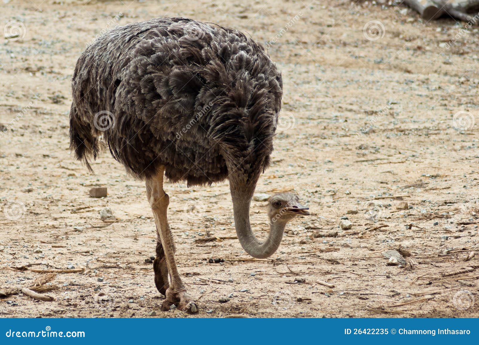 Ostrich Big Bird stock image. Image of plain, bird, animal - 26422235