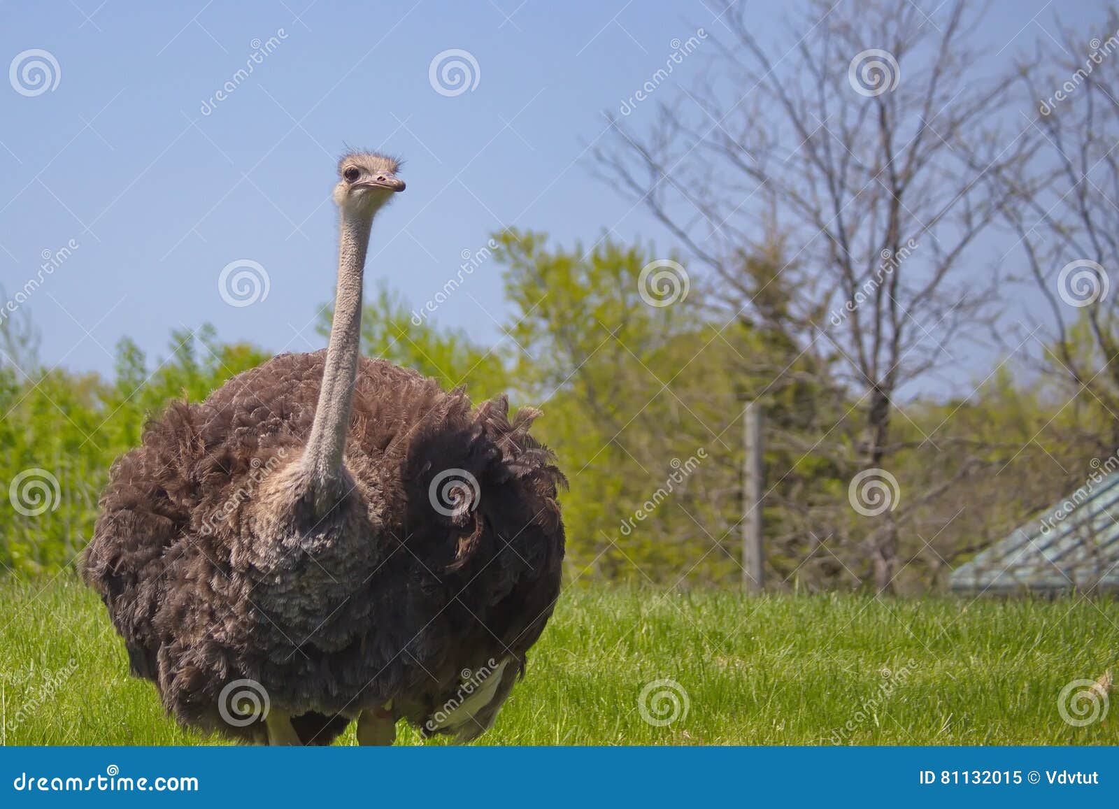 Ostrich stock image. Image of canada, color, grey, ontario - 81132015