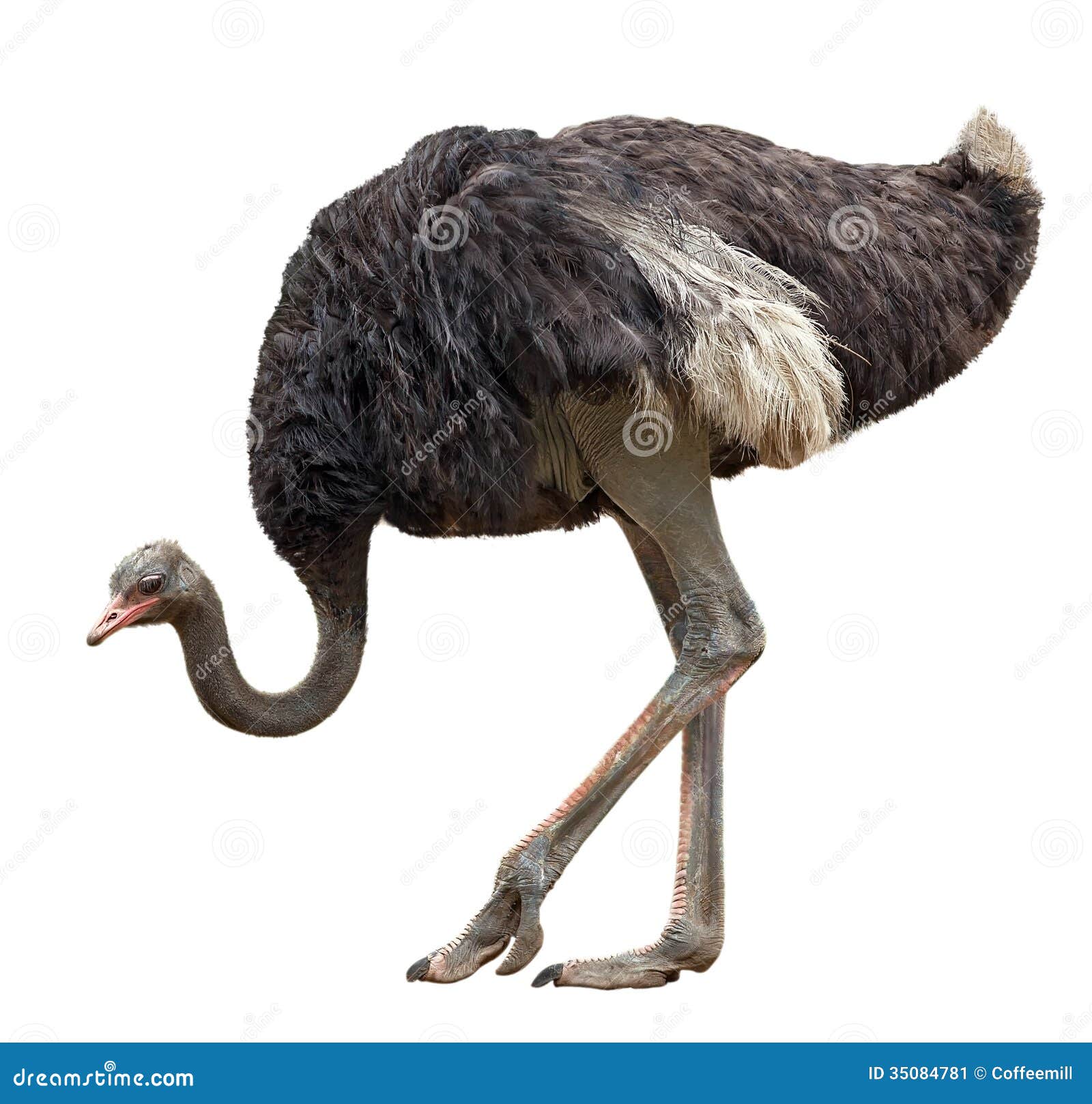 Ostrich stock image. Image of natural, animal, bird, wild - 35084781
